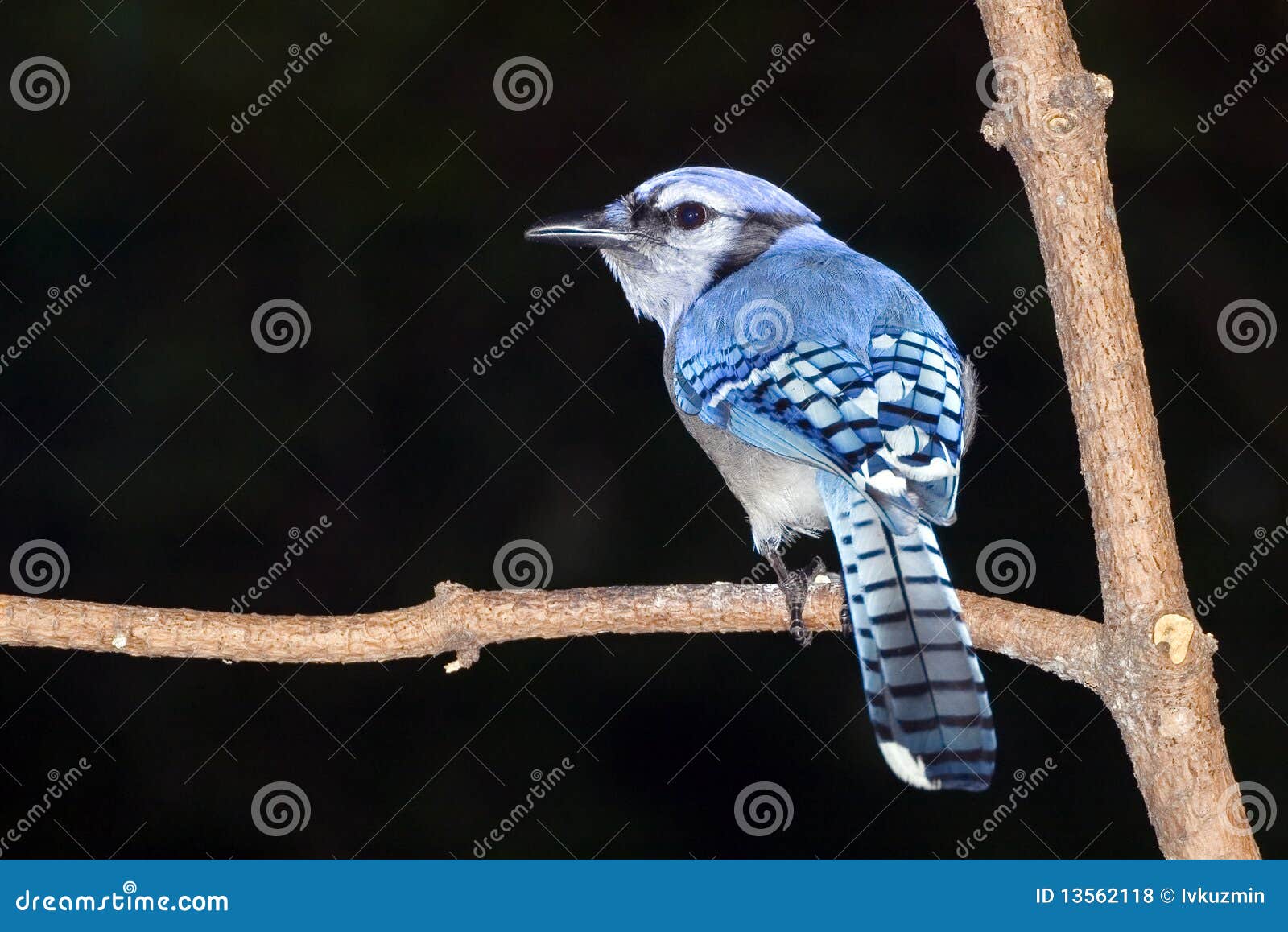 Le Jay Bleu (cristata De Cyanocitta) Photo stock - Image du geai ...