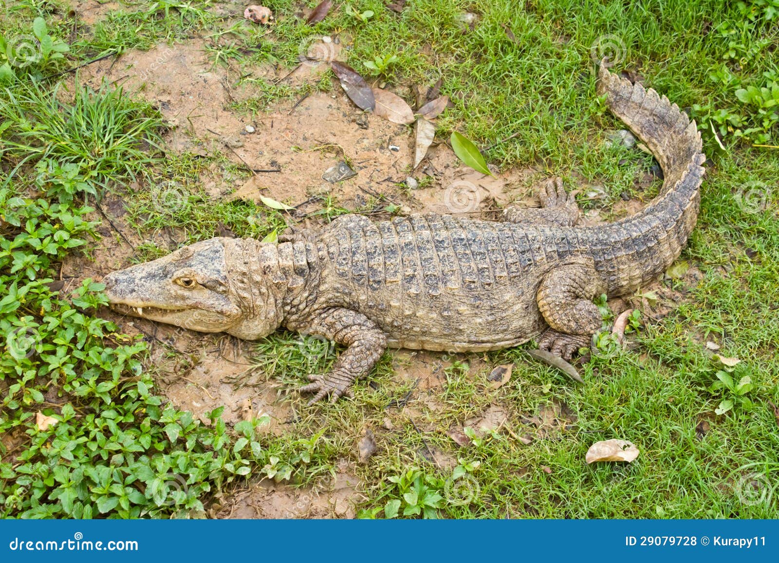 Le Jeune Crocodile Se Repose Sur L'herbe Photo stock - Image du ...