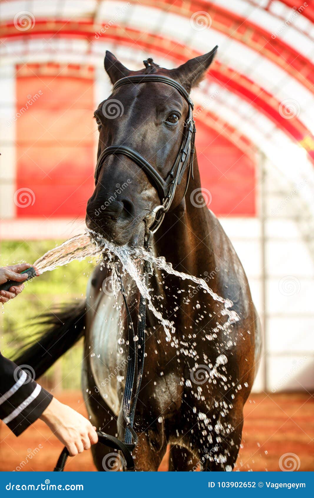 Le Jockey Boit Le Cheval Avec De L'eau Photo stock - Image du amitié ...