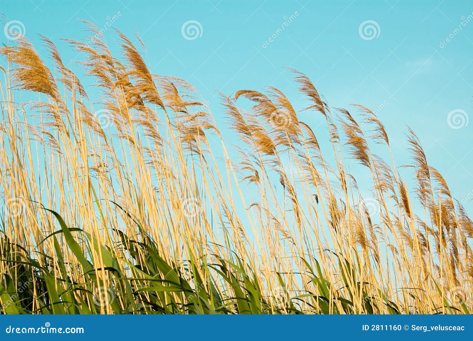 Le jonc. photo stock. Image du centrales, herbe, flores - 2811160