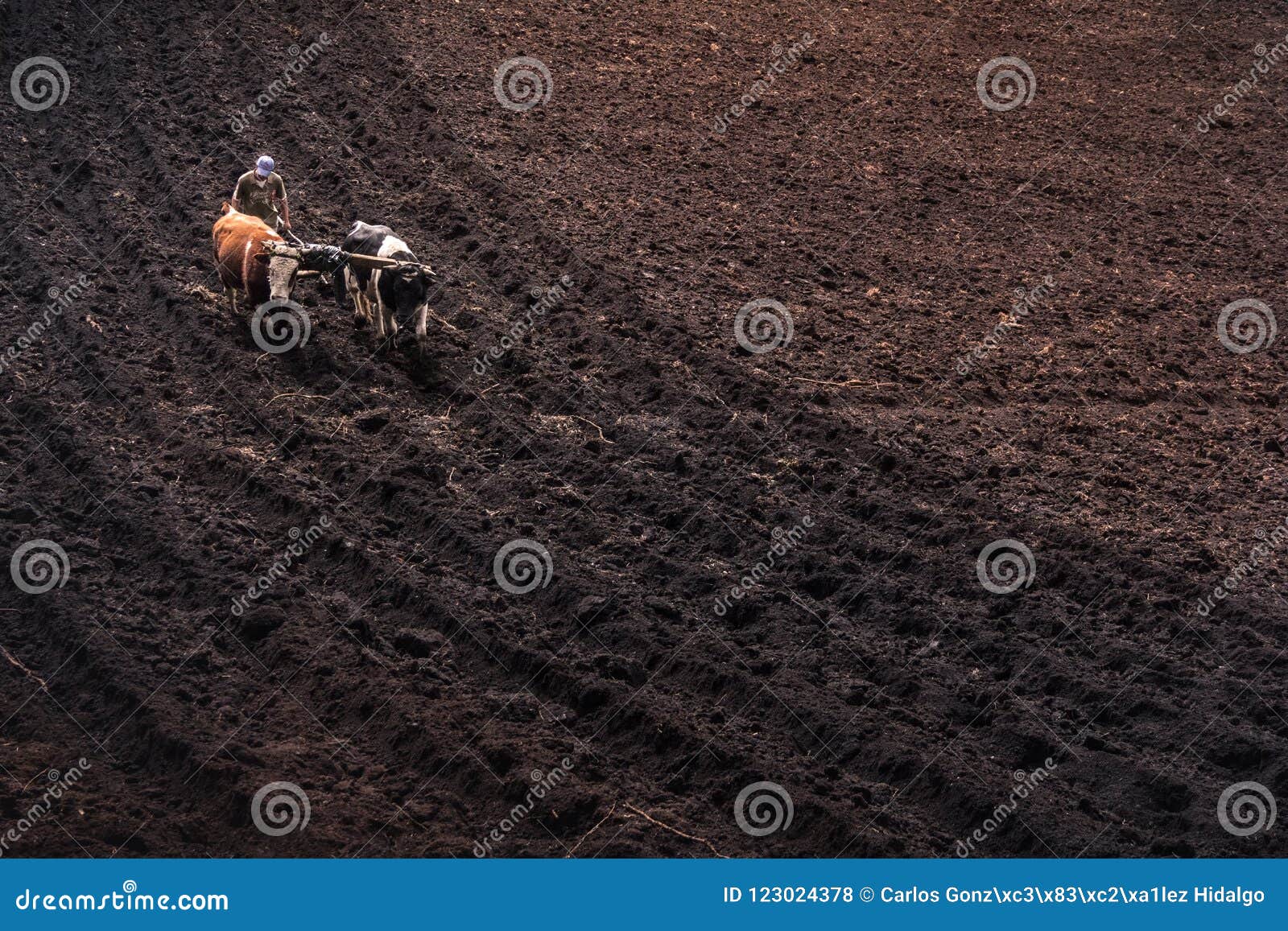Le Joug Des Vaches Labourant La Terre Photo stock éditorial - Image du ...