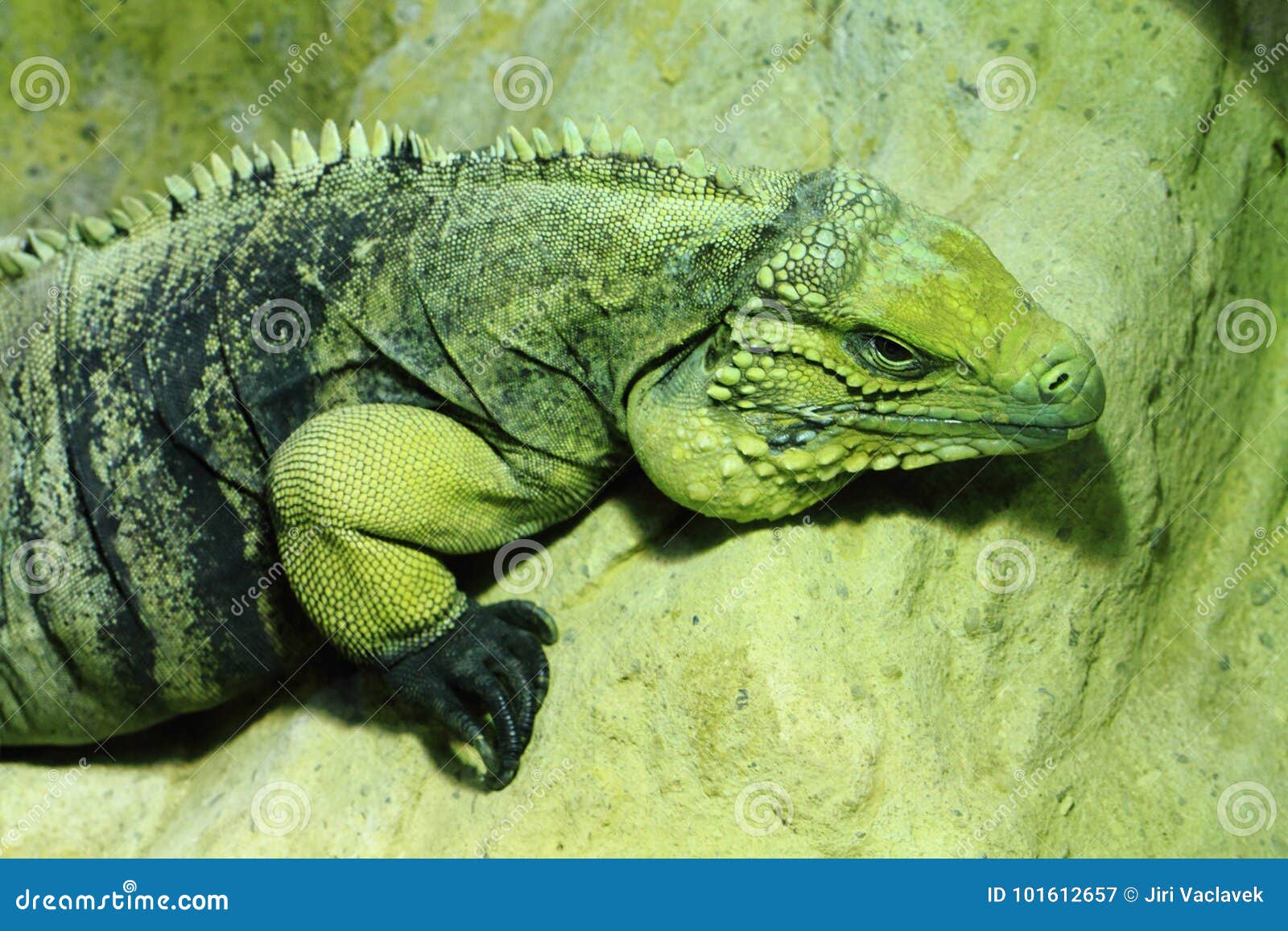 Le Lézard De Dragon Vert Se Repose Image stock - Image du fond, iguane ...