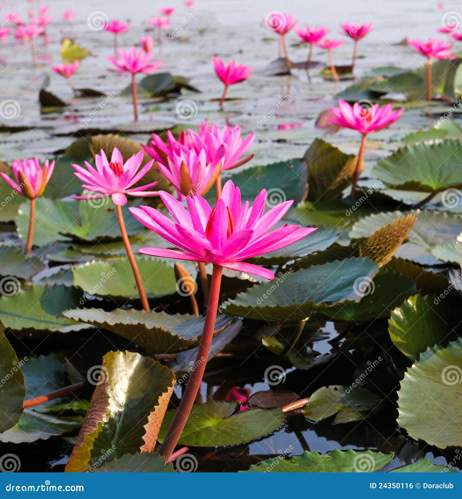 Le lac du lis d'eau photo stock. Image du réflexions - 24350116