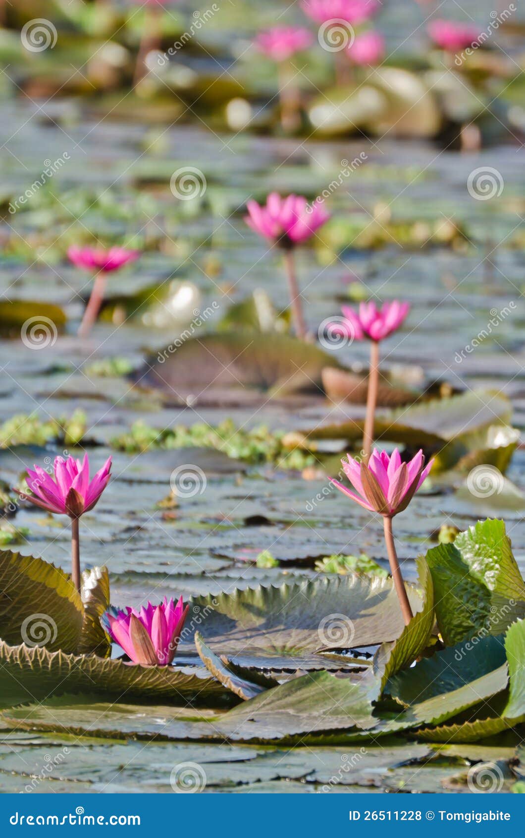 Le lac du lis d'eau rose photo stock. Image du pétales - 26511228