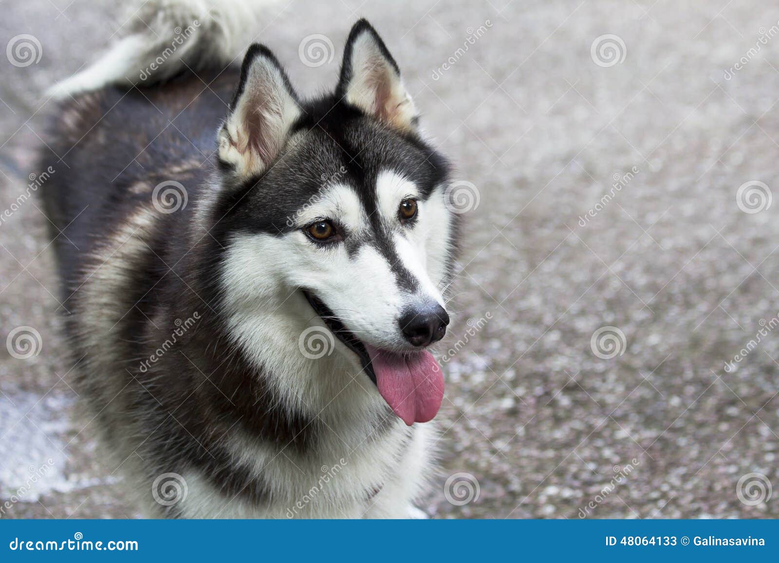 Le laika de chien image stock. Image du animal, maison - 48064133