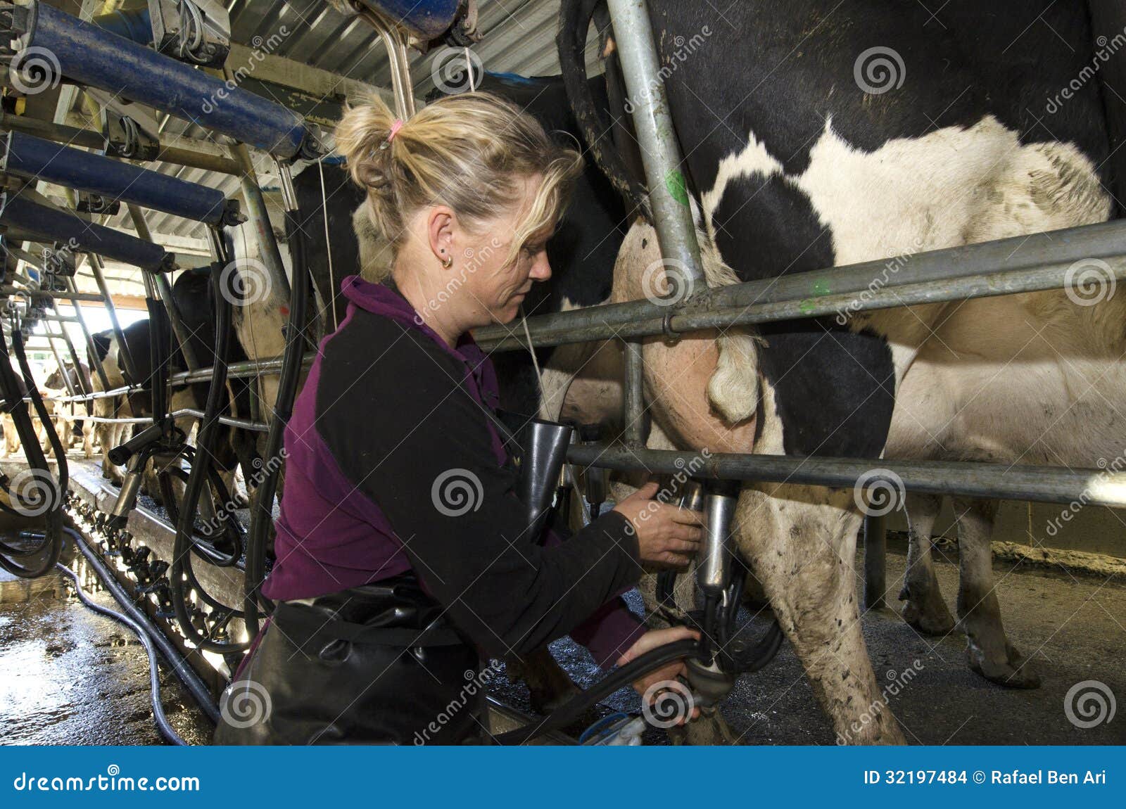 Le Laitier Trait Des Vaches Dans L'installation De Traite Image stock ...