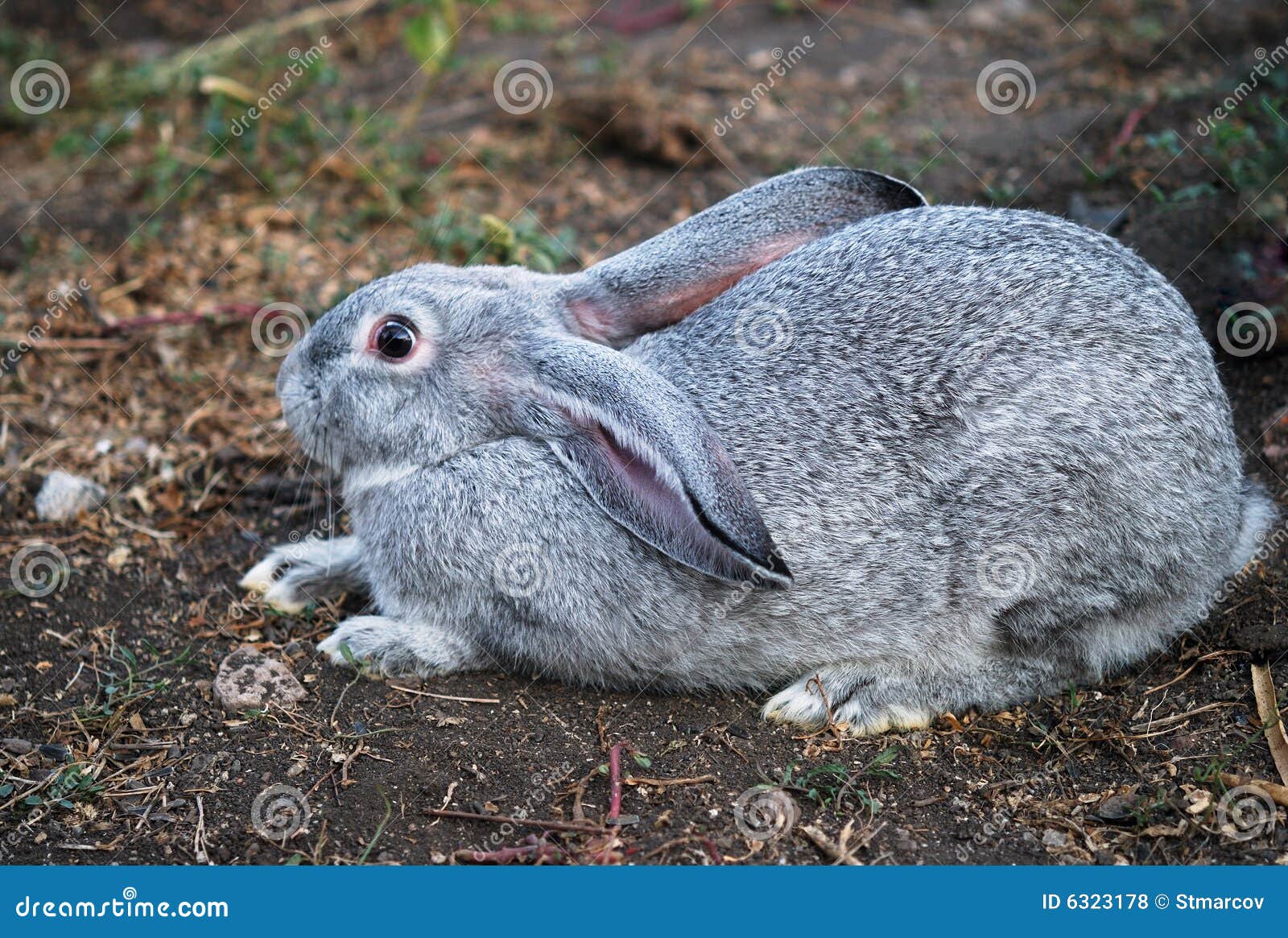 Le lapin gris se reposent photo stock. Image du oeil, paire - 6323178