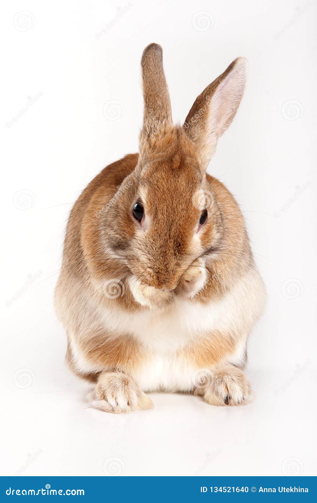Le Lapin Rouge Se Lave Le Visage Photo stock - Image du poutre, lapin ...
