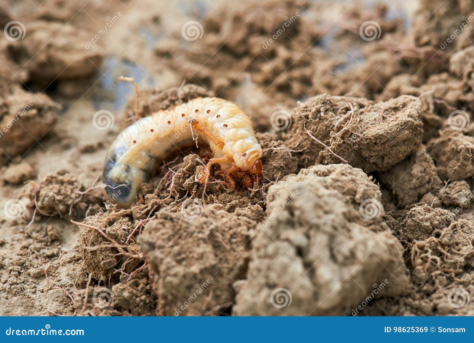 Le larve del maggiolino immagine stock. Immagine di insetti - 98625369