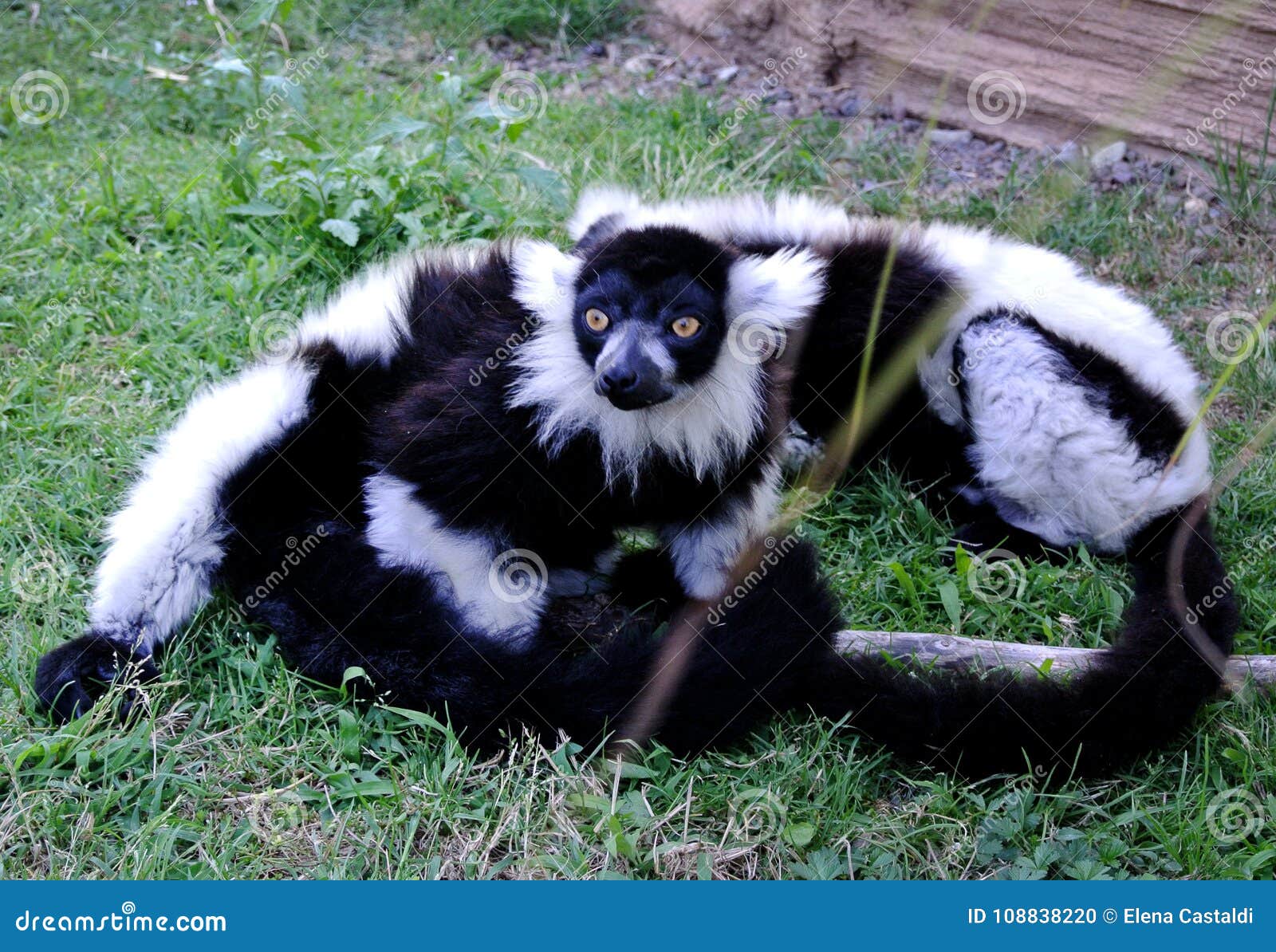 Le lemure fotografia stock. Immagine di veloce, animale - 108838220