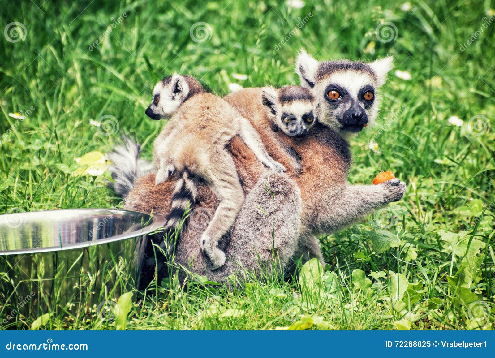 Le Lemure Catta - Catta Delle Lemure - Con I Cuccioli Sono Alimentate Dall'arco Immagine Stock ...