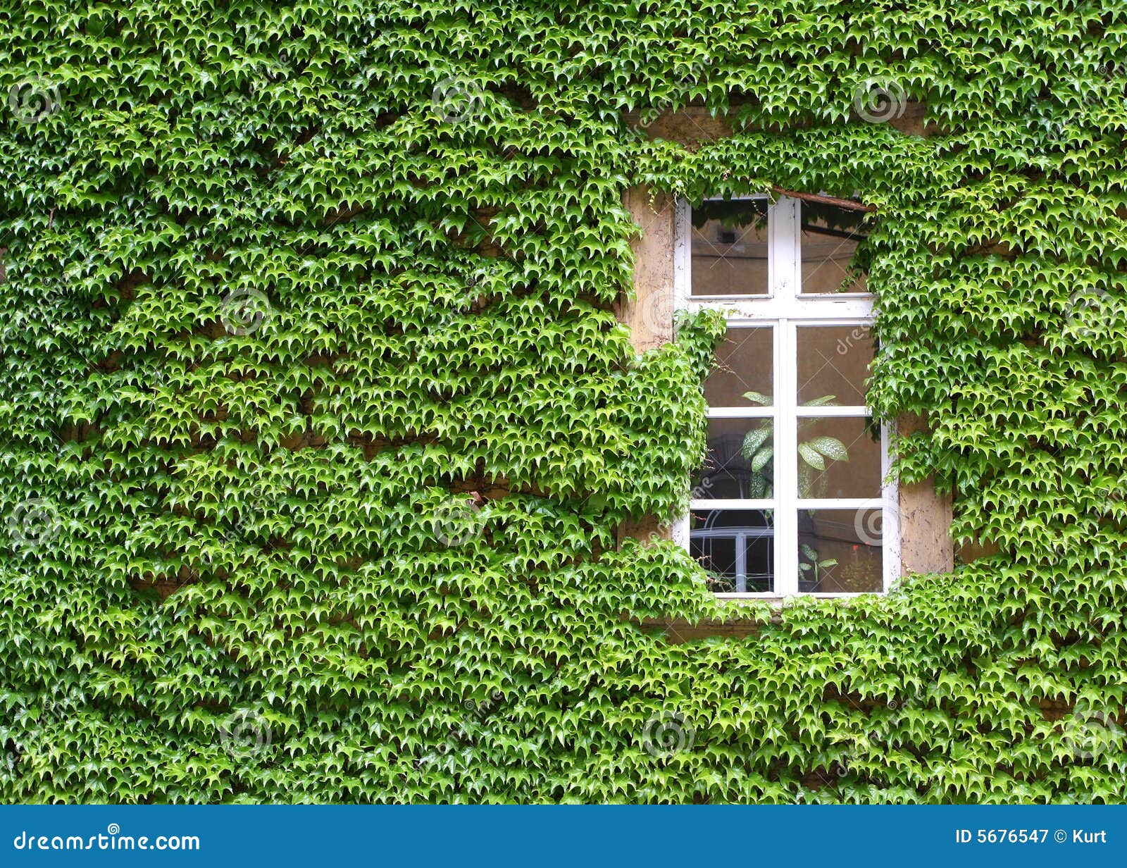 Le lierre a couvert le mur image stock. Image du nature - 5676547