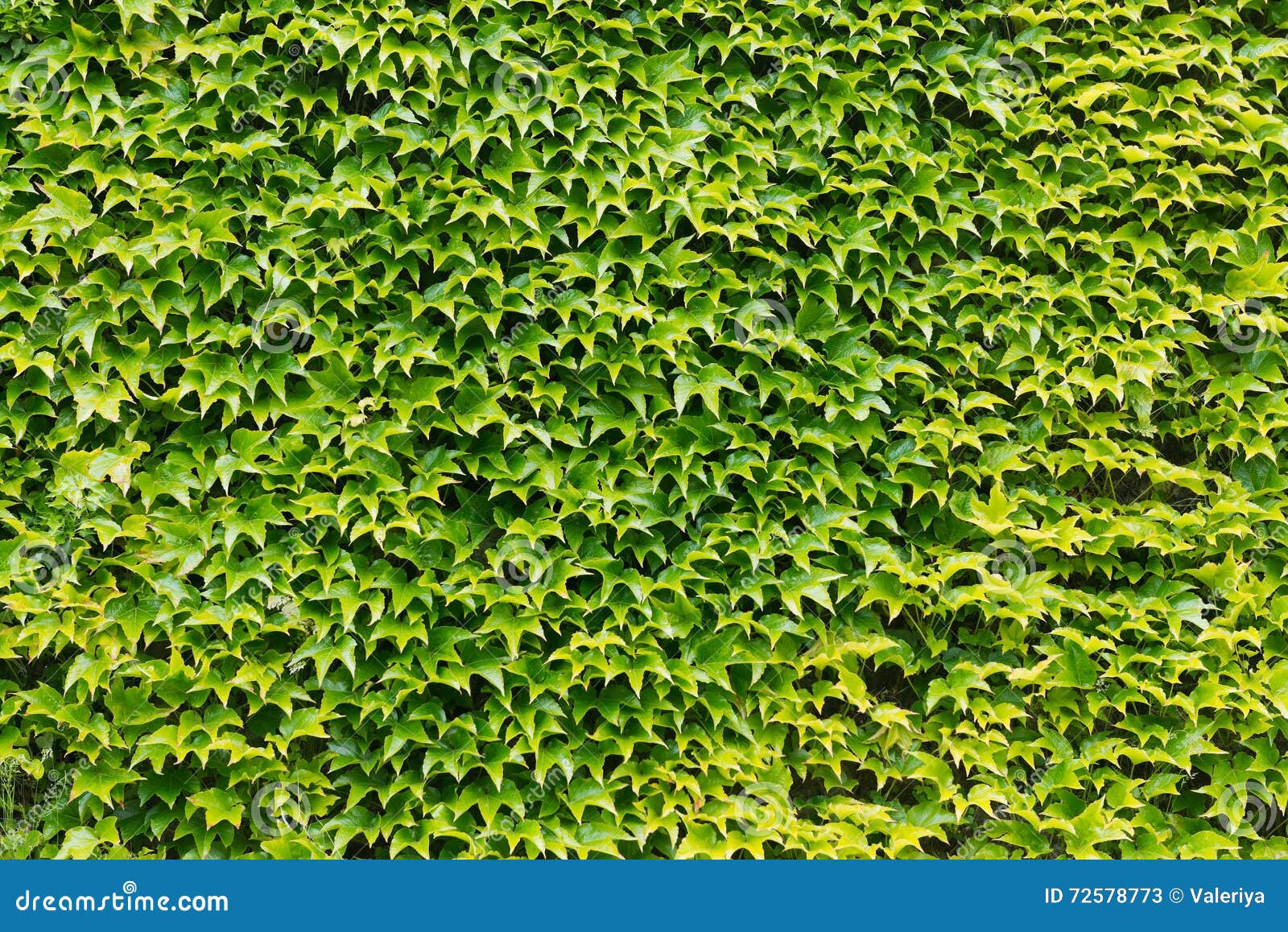 Le Lierre Vert Laisse Le Mur Image stock - Image du texture, flore ...