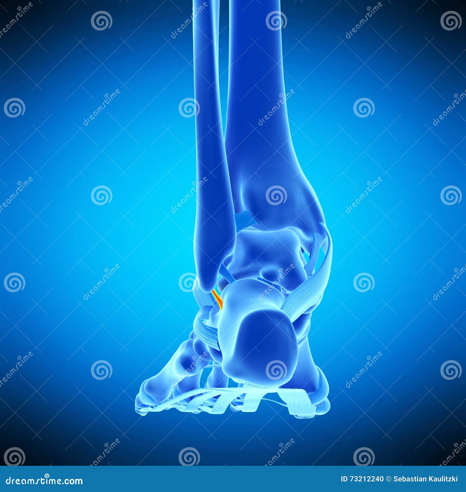 Le Ligament Calcaneofibular Illustration Stock - Illustration du ...