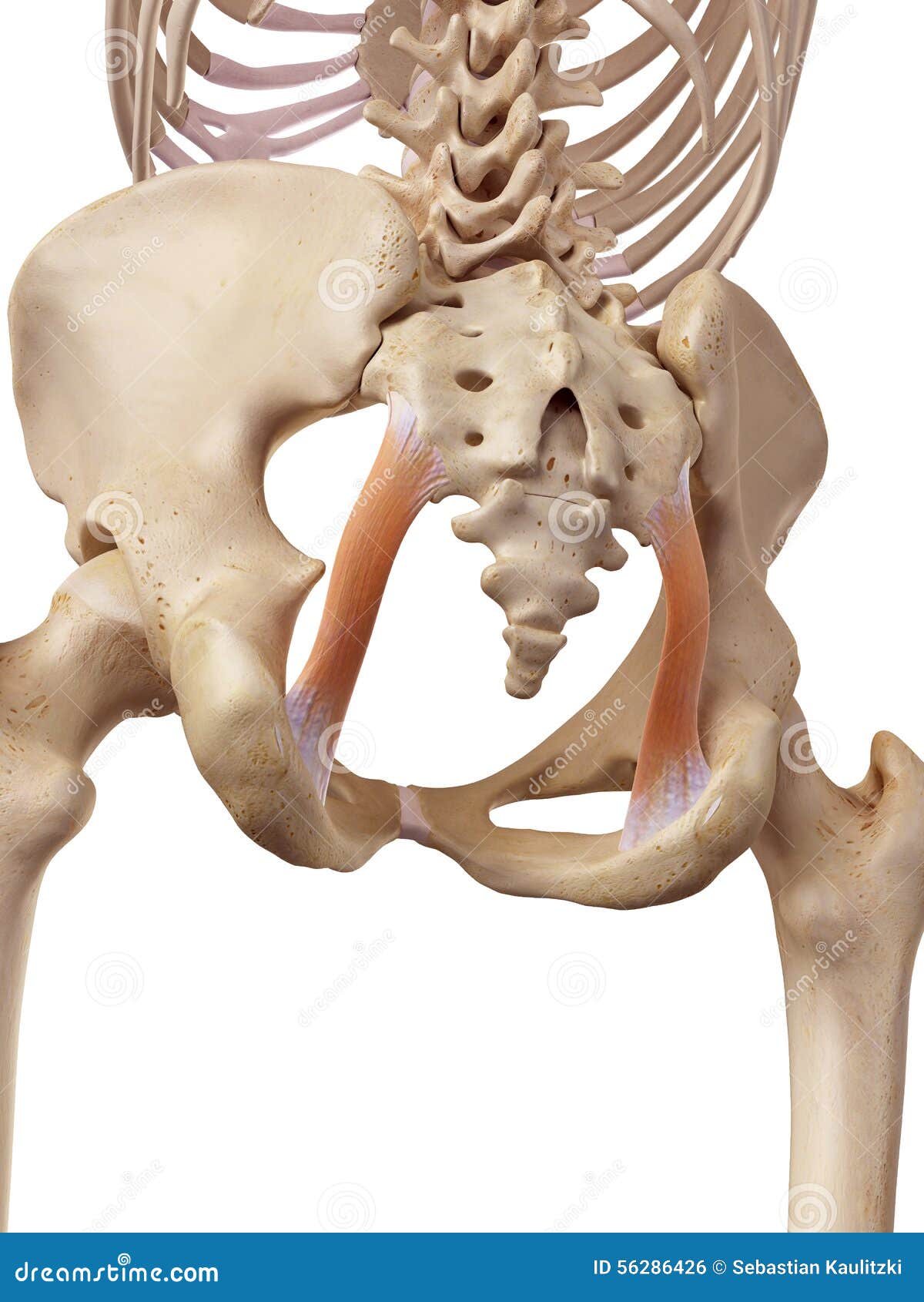 Le ligament sacrotuberous illustration stock. Illustration du ...