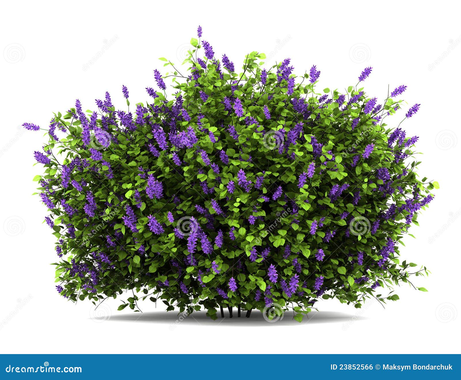 Le Lilas Fleurit Le Buisson D'isolement Sur Le Blanc Photo stock ...