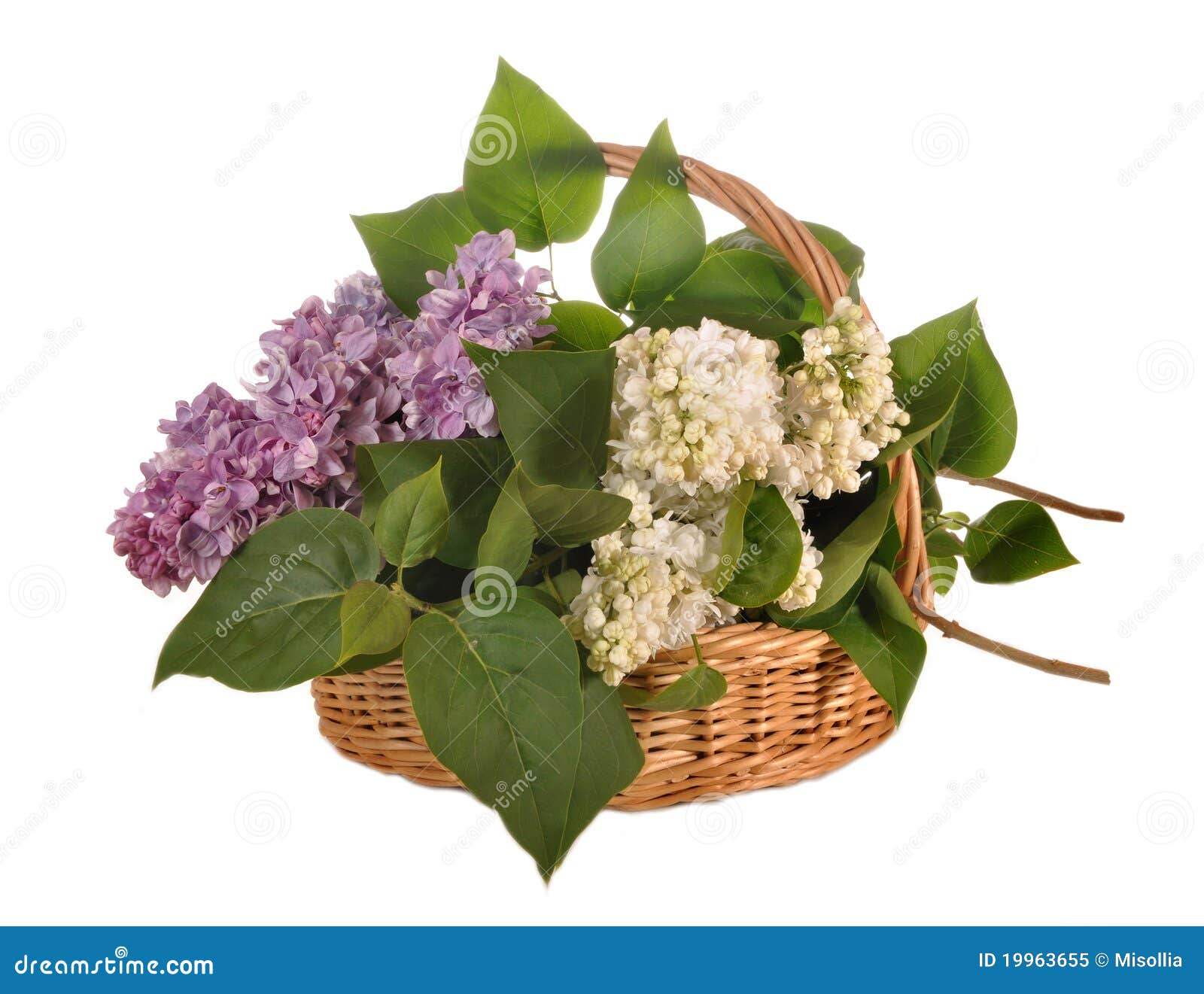Le Lilas Se Situe Dans Un Panier Image stock - Image du ressort ...