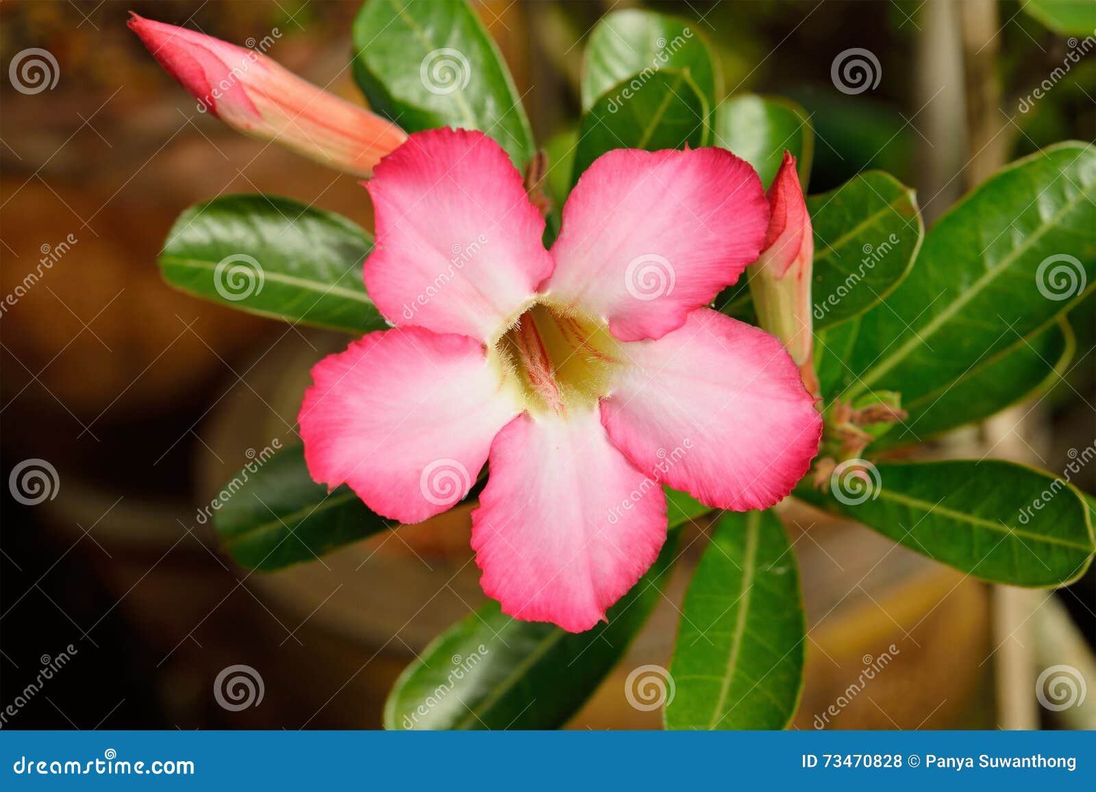 Le Lis Ou Le Désert D'impala S'est Levé Photo stock - Image du ...