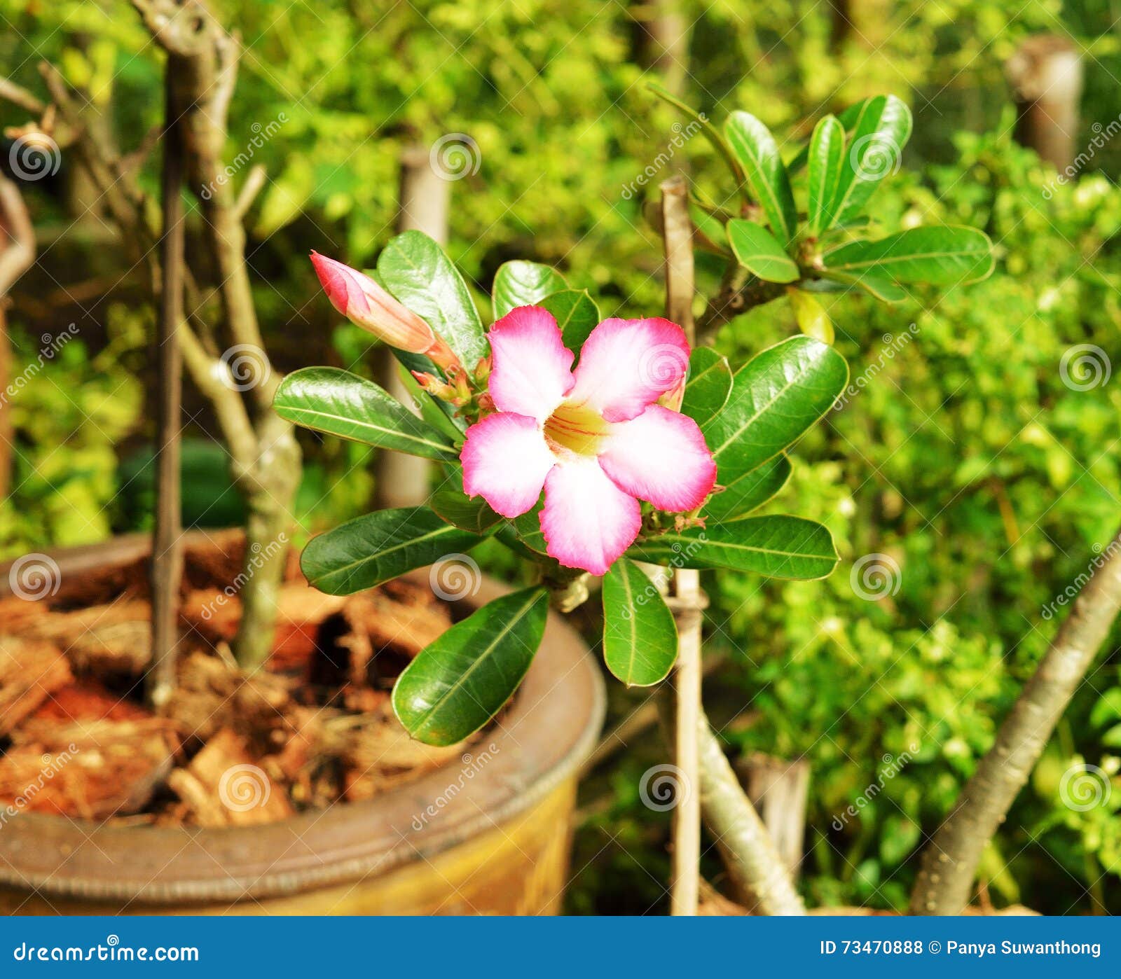 Le Lis Ou Le Désert D'impala S'est Levé Photo stock - Image of rose ...