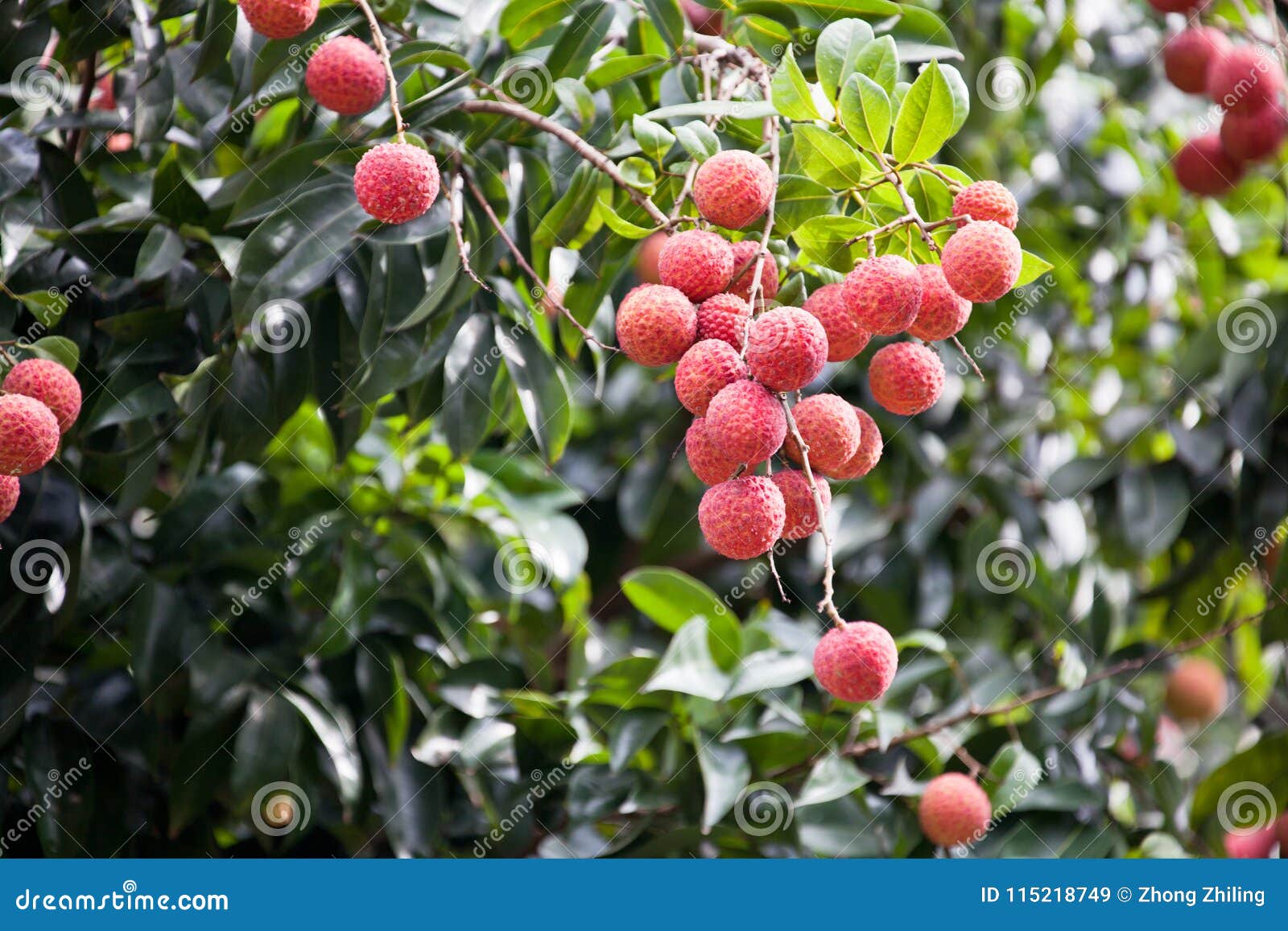 Images Litchi - Téléchargez 8,149 Photos libres de droits