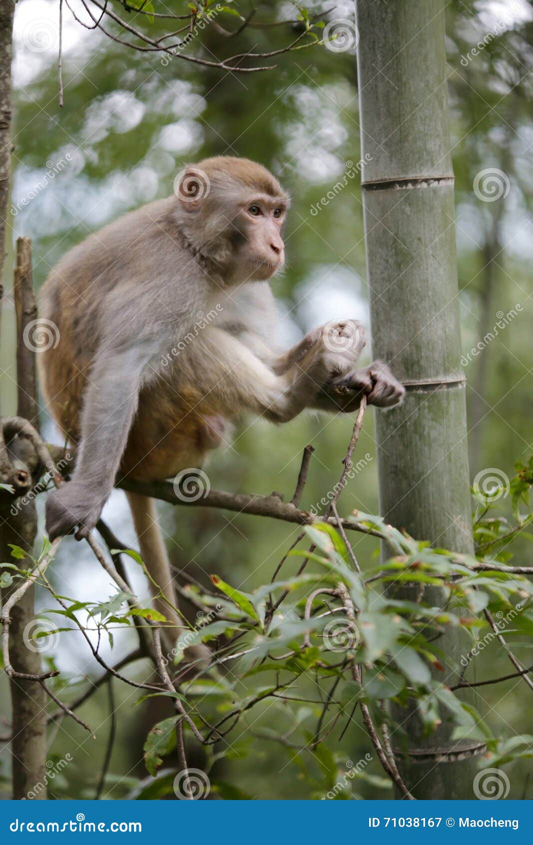 Le Macaque Se Reposent Sur L'arbre Et Observent Quelque Chose Image ...