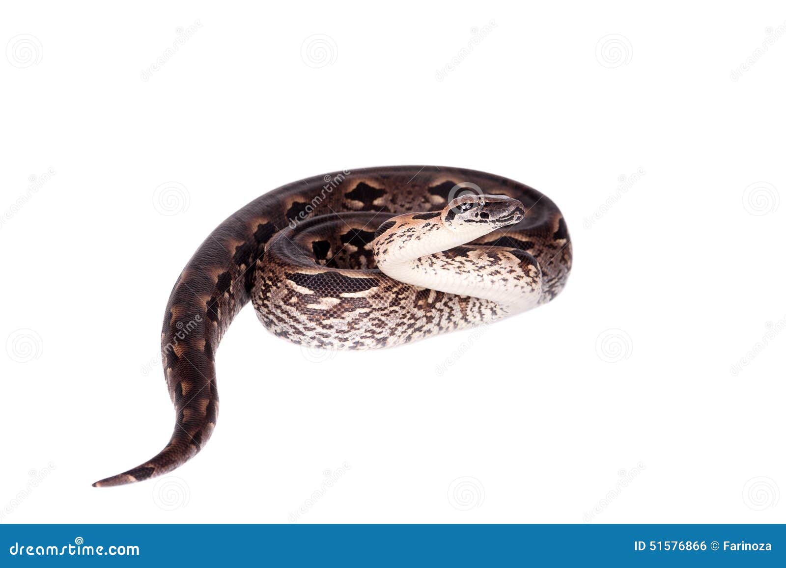 Le Madagascar Ou Boa Moulu Malgache Sur Le Blanc Photo stock - Image du ...