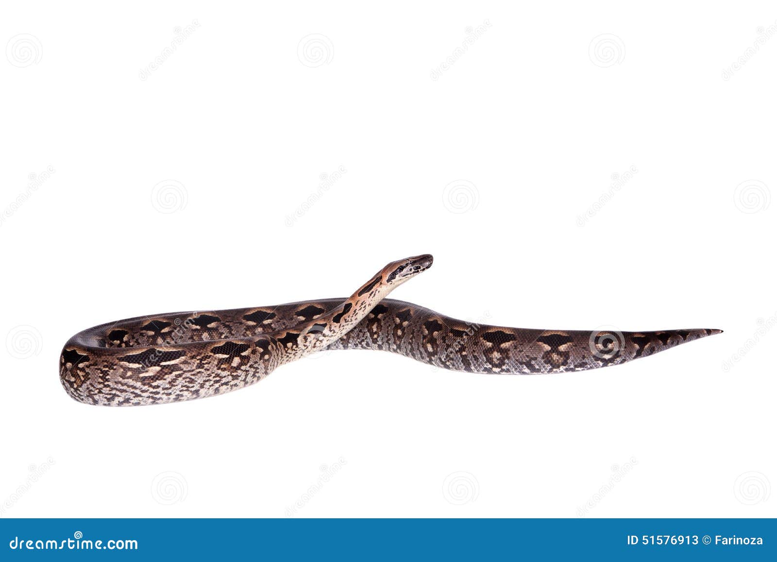 Le Madagascar Ou Boa Moulu Malgache Sur Le Blanc Image stock - Image du ...