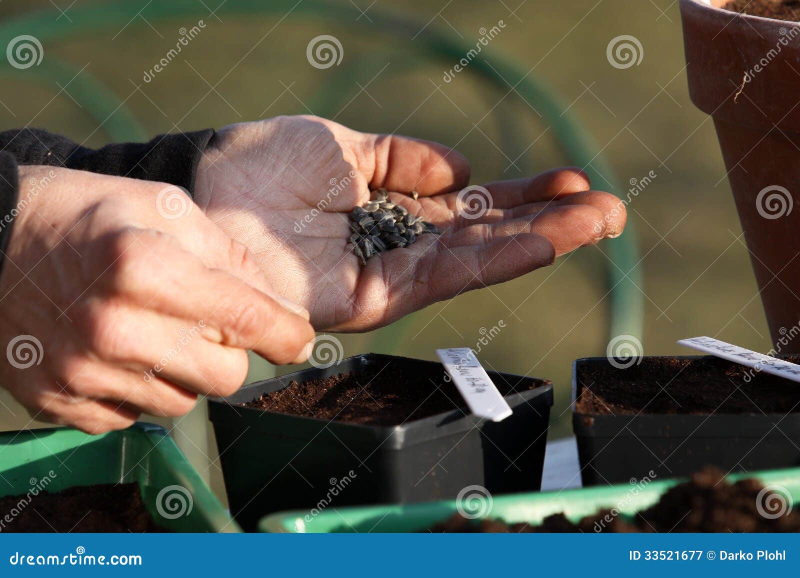 Le mani seminano la semina immagine stock. Immagine di vaso - 33521677