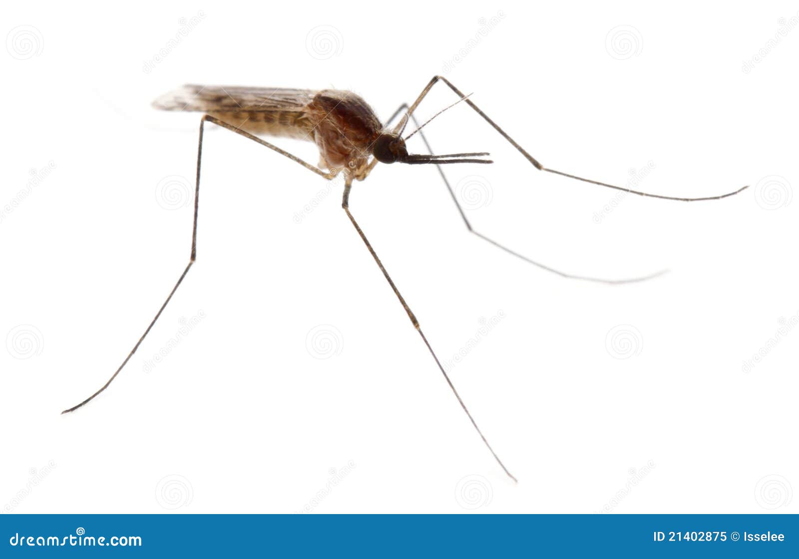 Le Moucheron Commun, Culex Pipien, Devant Le Blanc Image stock - Image ...