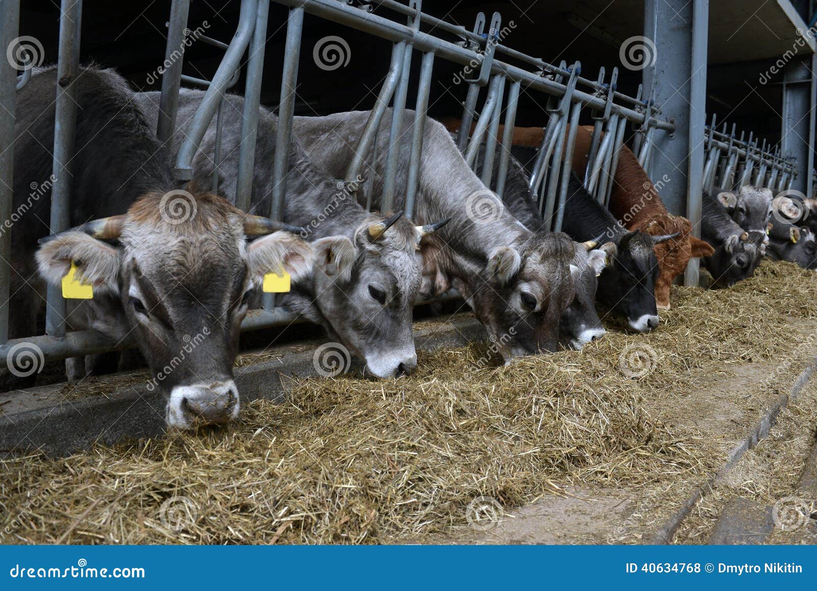 Le Mucche Mangiano L'alimentazione Fotografia Stock - Immagine di ...