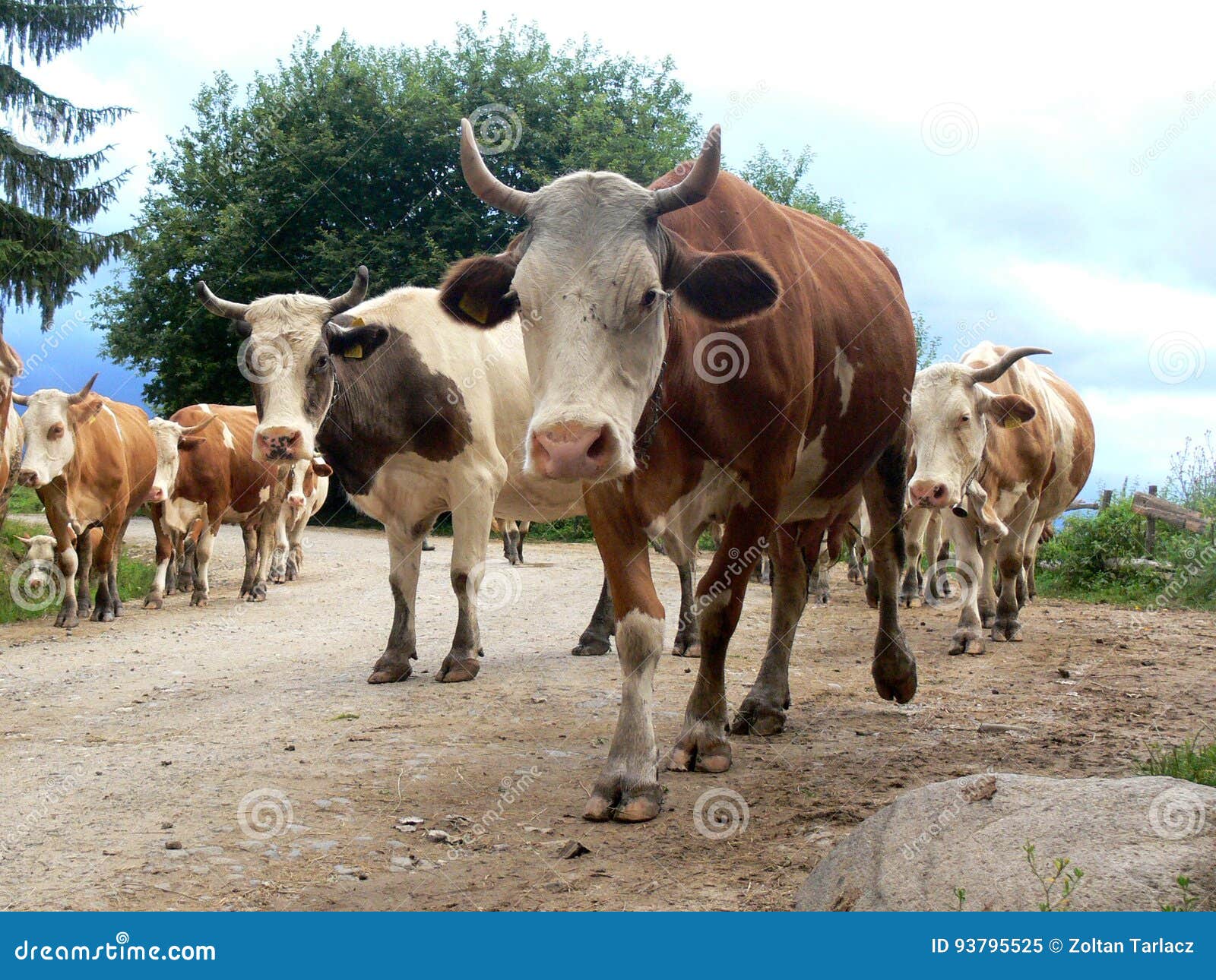 Le mucche vanno al pascolo immagine stock. Immagine di camminare - 93795525