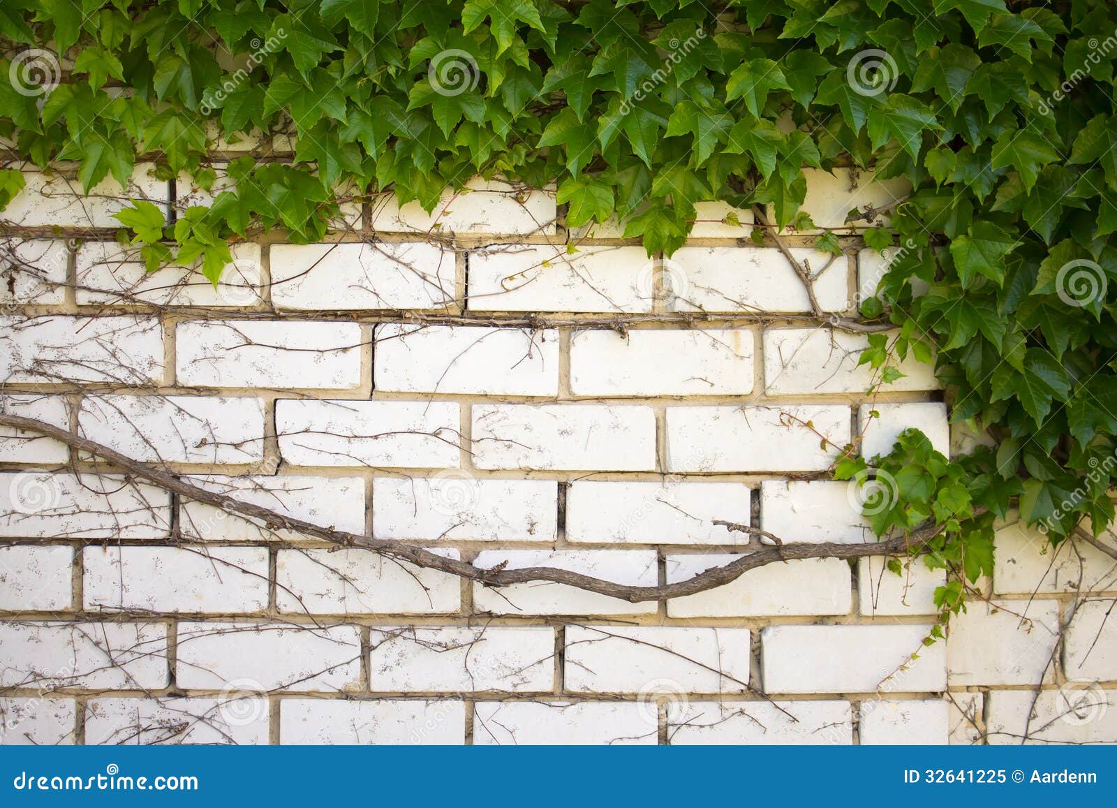 Le mur couvert de lierre image stock. Image du centrale - 32641225