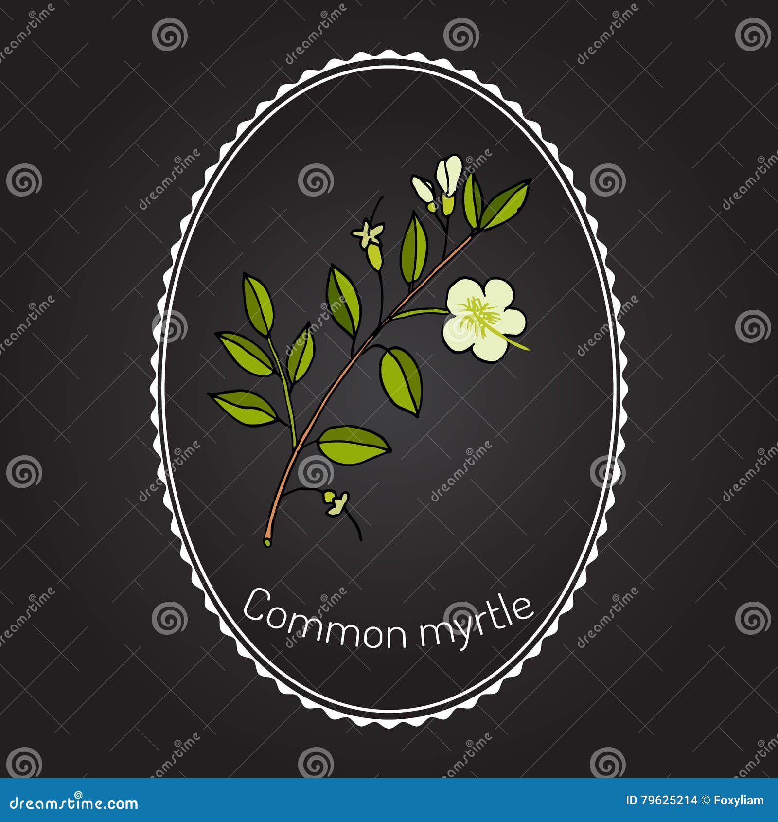 Le Myrte Ou Myrtus Communis Illustration de Vecteur - Illustration du ...
