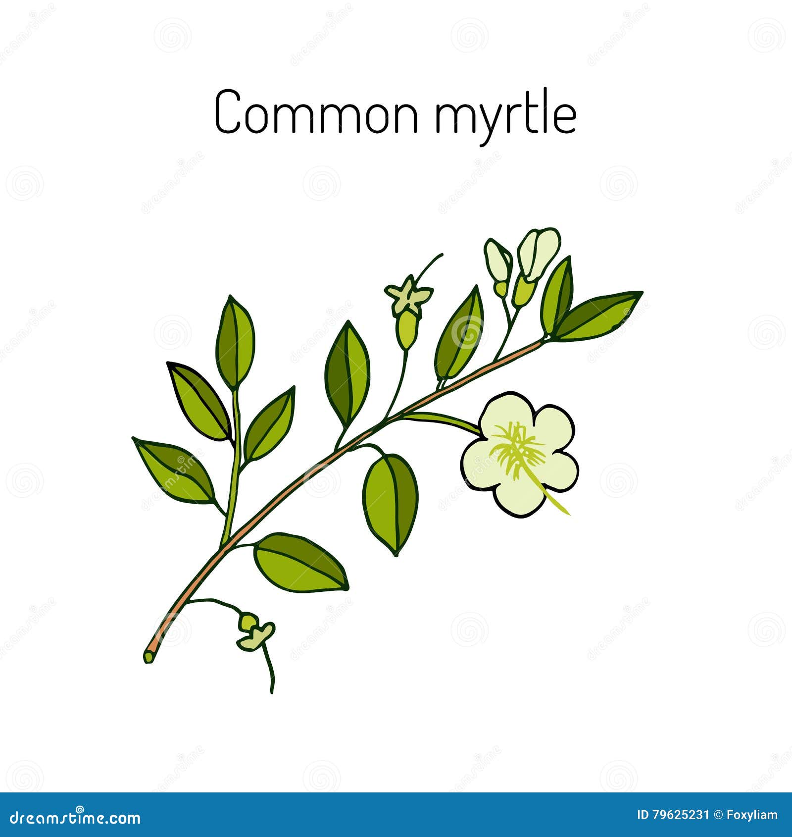 Le Myrte Ou Myrtus Communis Illustration de Vecteur - Illustration du ...