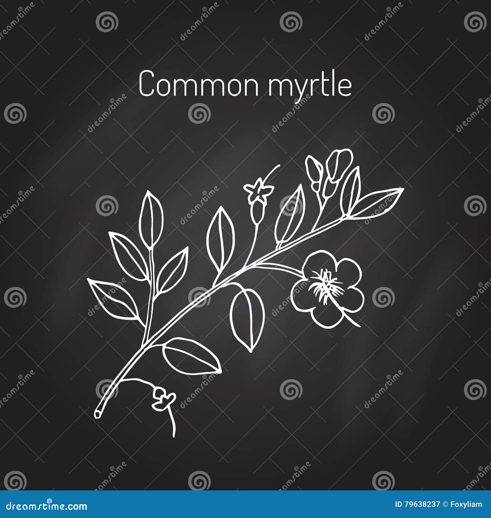 Le Myrte Ou Myrtus Communis Illustration de Vecteur - Illustration du ...