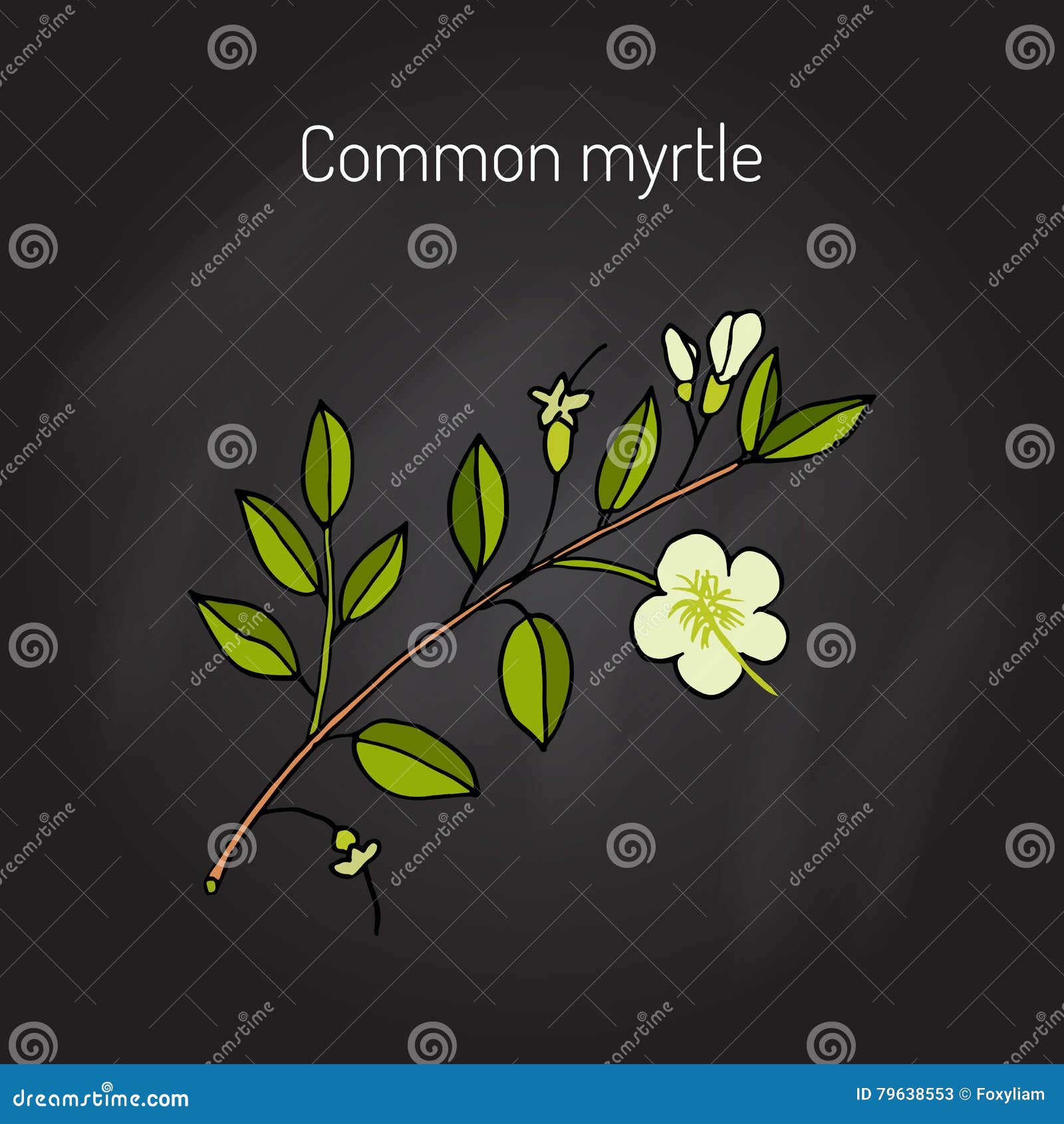 Le Myrte Ou Myrtus Communis Illustration de Vecteur - Illustration du ...