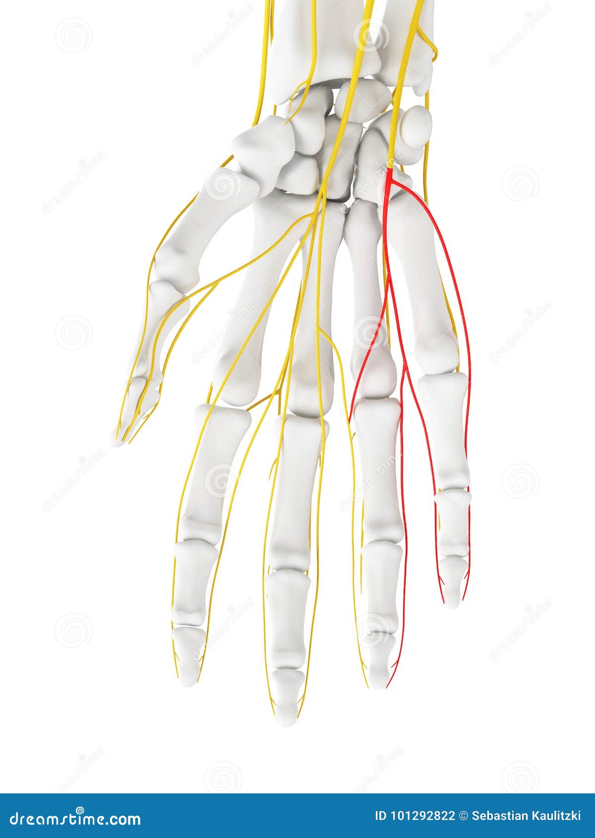 Le Nerf Cubital Palmaire De Branche Illustration Stock - Illustration ...