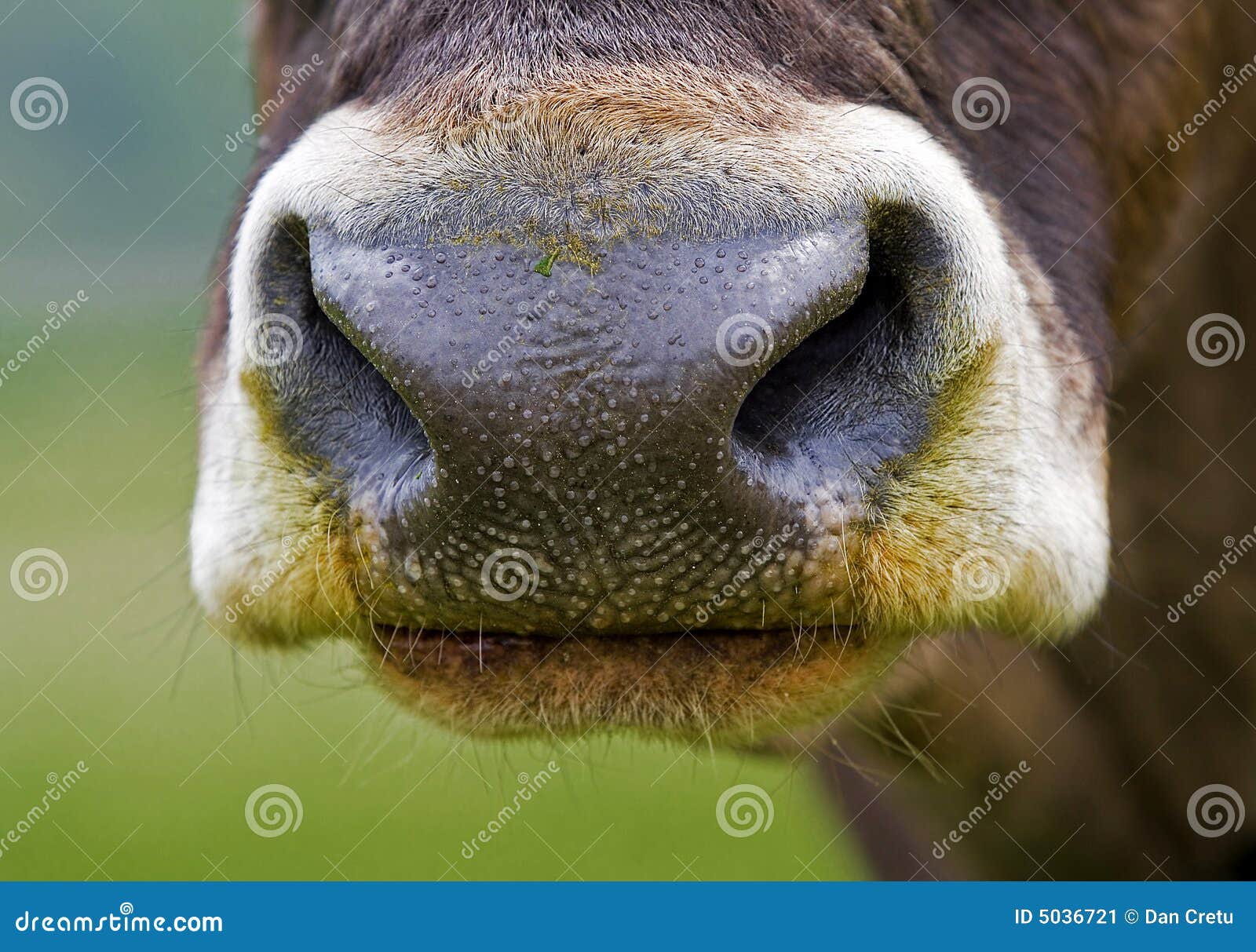 Le nez d'une vache image stock. Image du cheveu, grand - 5036721