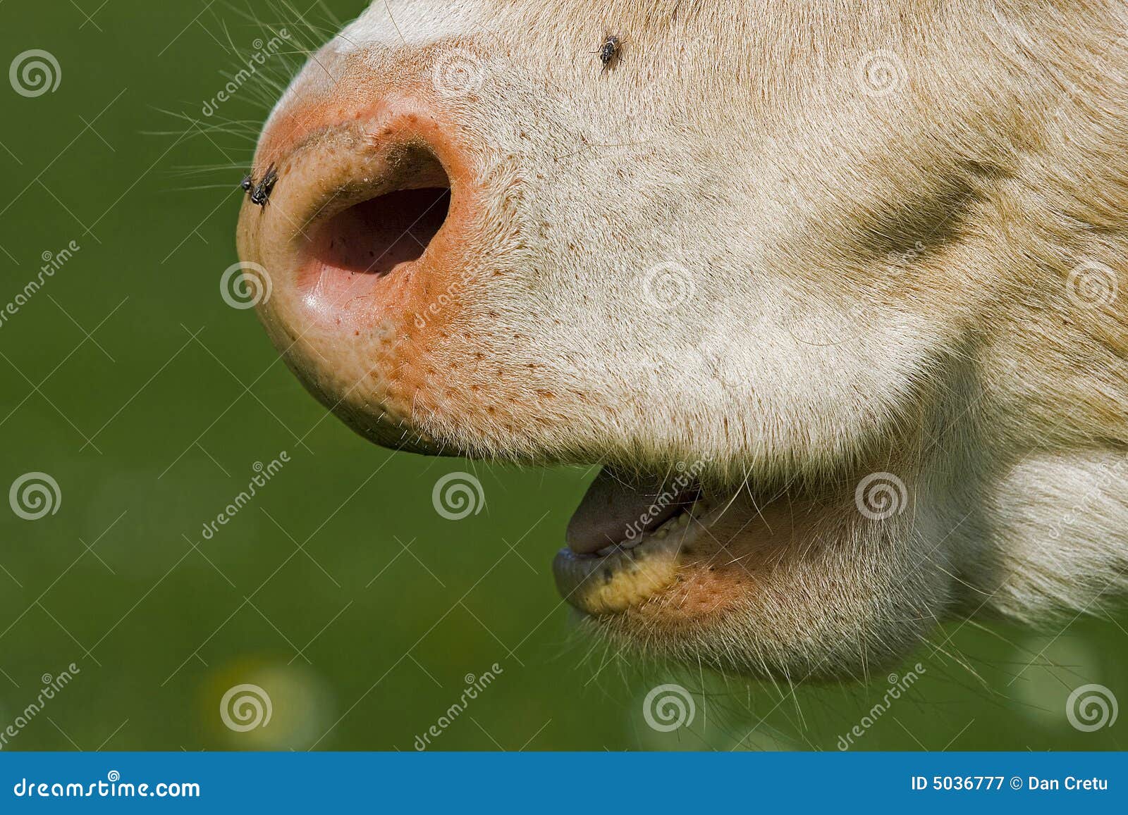 Le nez d'une vache image stock. Image du nourriture, brun - 5036777