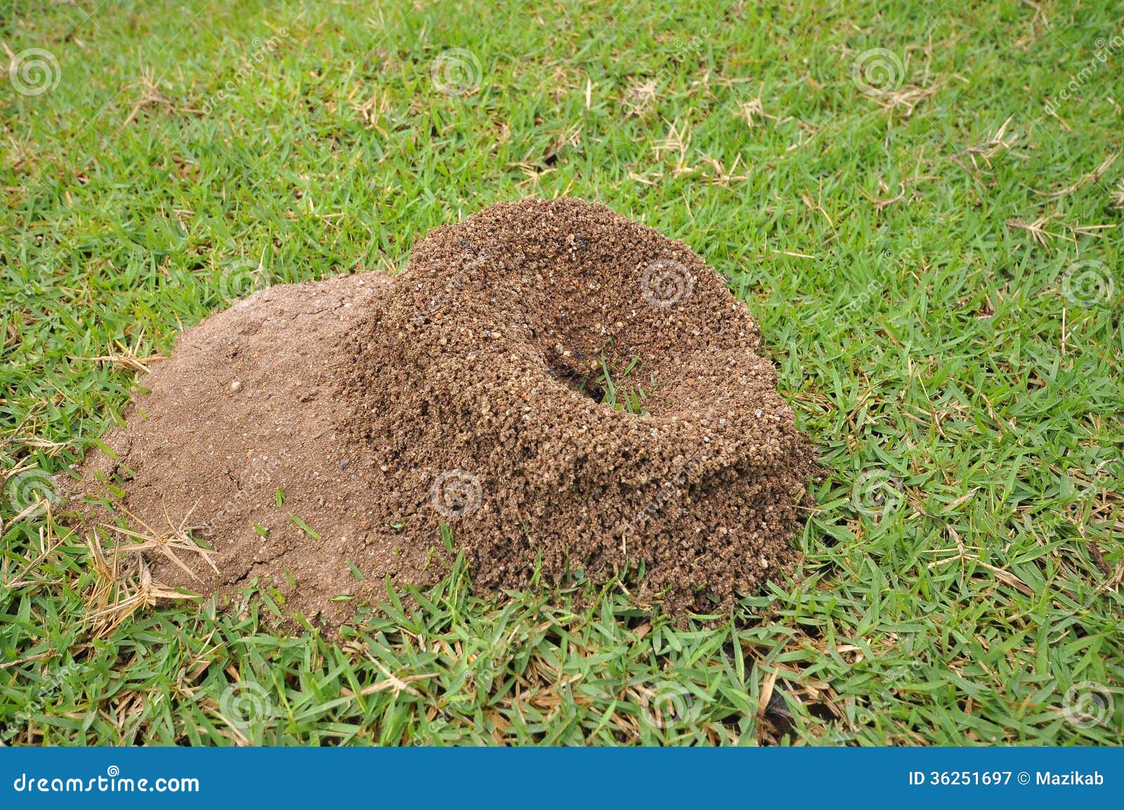 Le nid de la fourmi image stock. Image du animal, inondation - 36251697