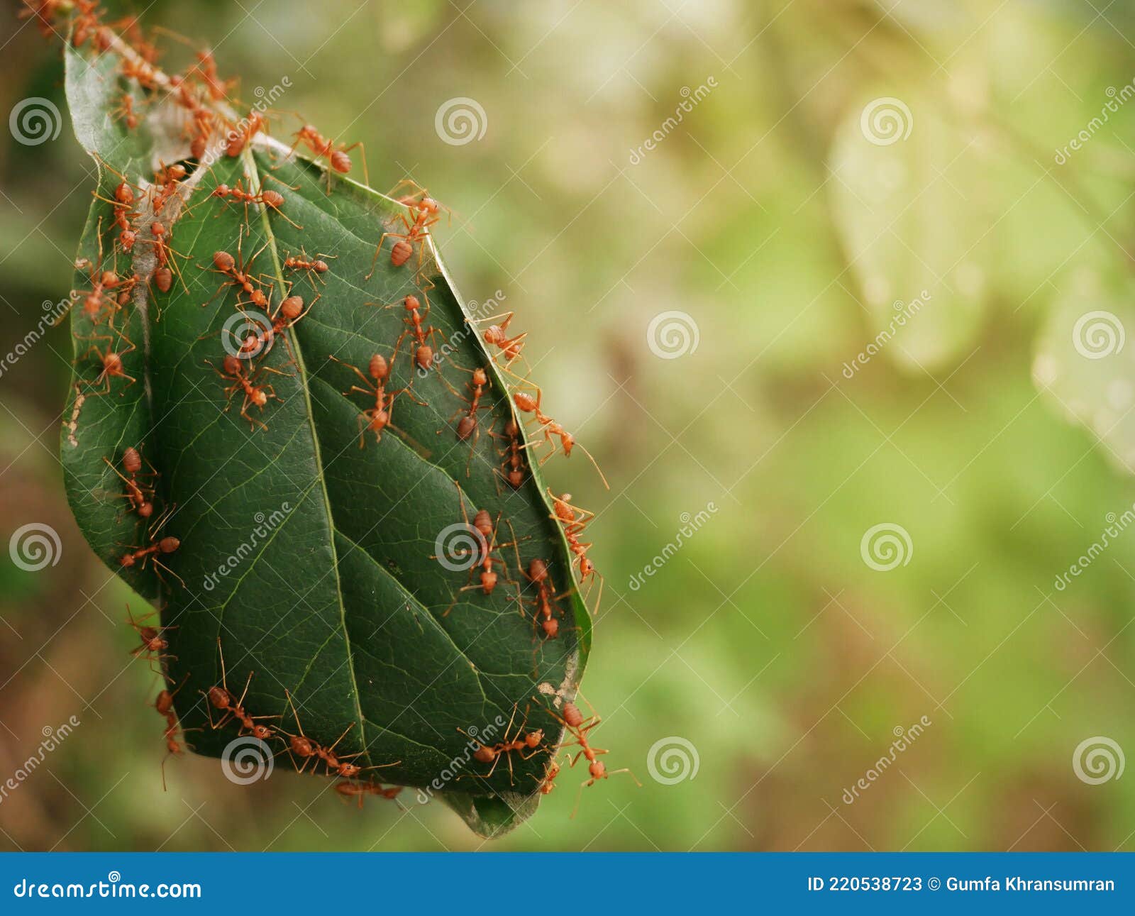 Le Nid Naturel De Fourmis Rouges Est Rempli De Fourmis Rouges Image ...