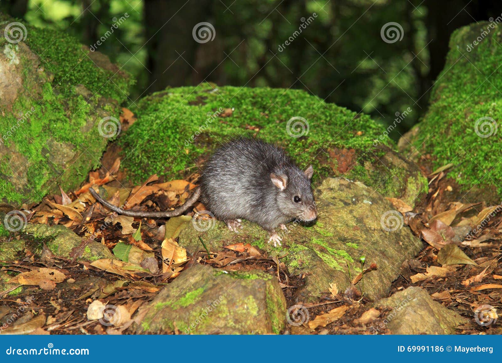 Le Norvegicus De Rattus De Rat Brun Photo stock - Image du hamster ...