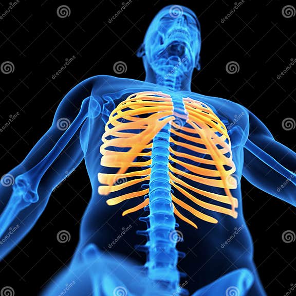 Le ossa del torace illustrazione di stock. Illustrazione di medico ...