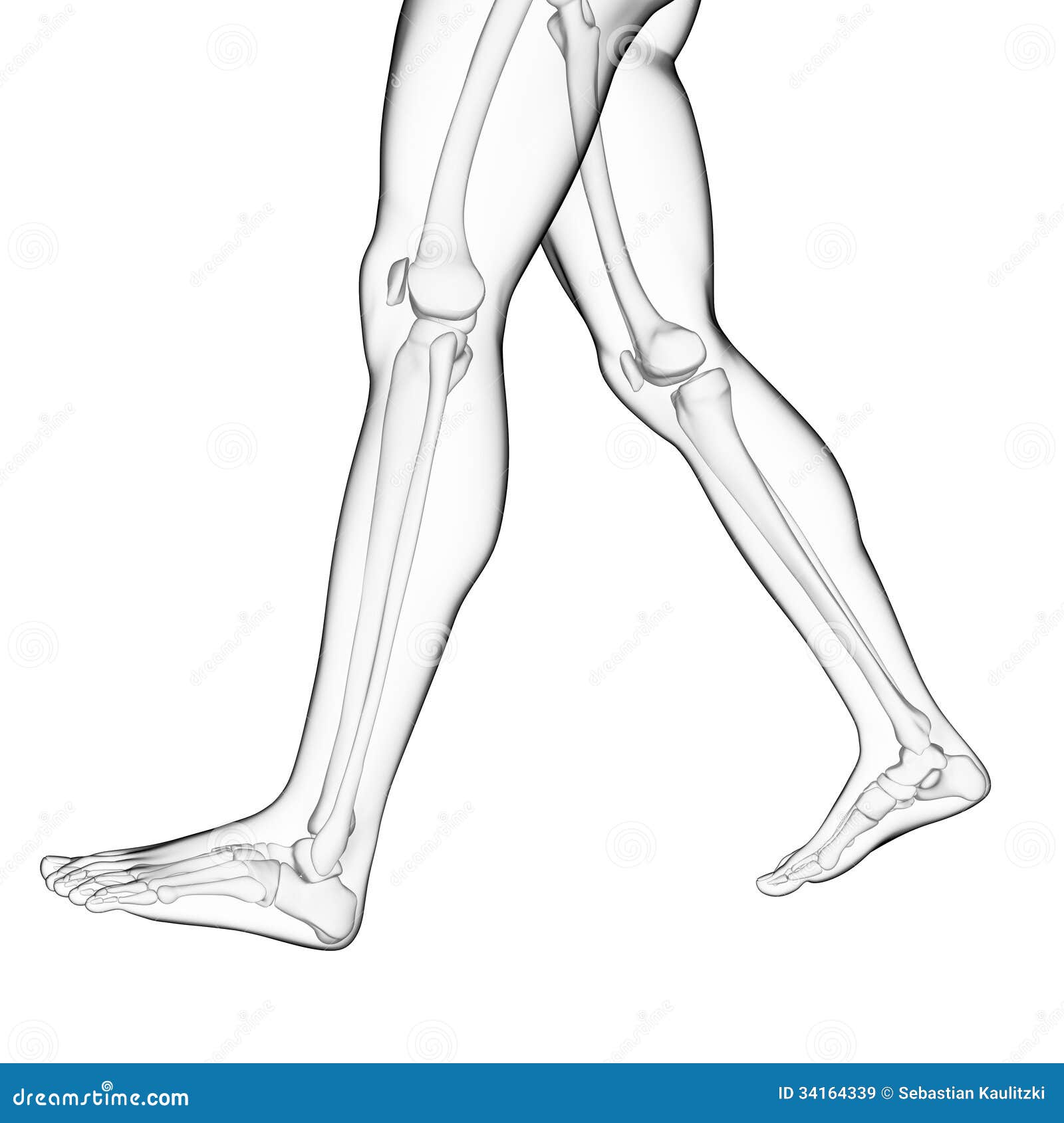Le ossa della gamba illustrazione di stock. Illustrazione di grafico ...
