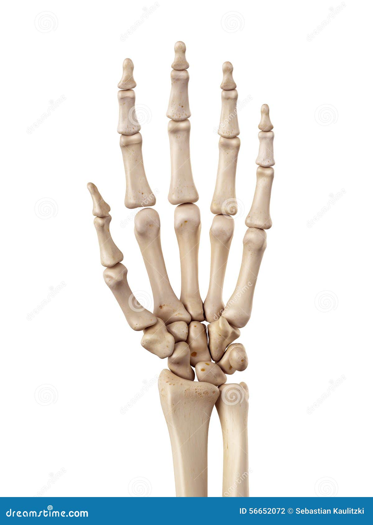 Le ossa di mano illustrazione di stock. Illustrazione di struttura ...