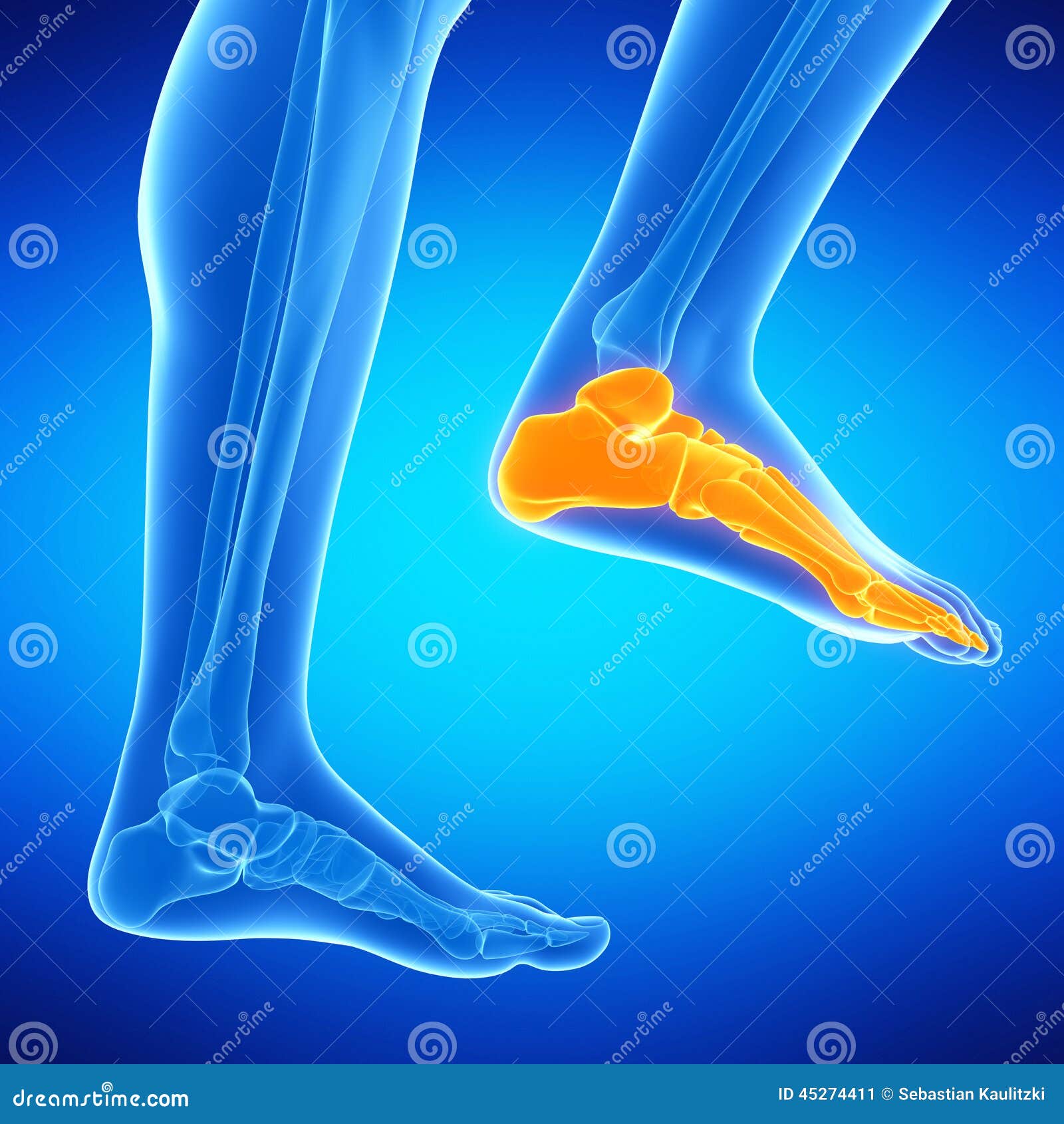 Le ossa di piede illustrazione di stock. Illustrazione di anatomia ...