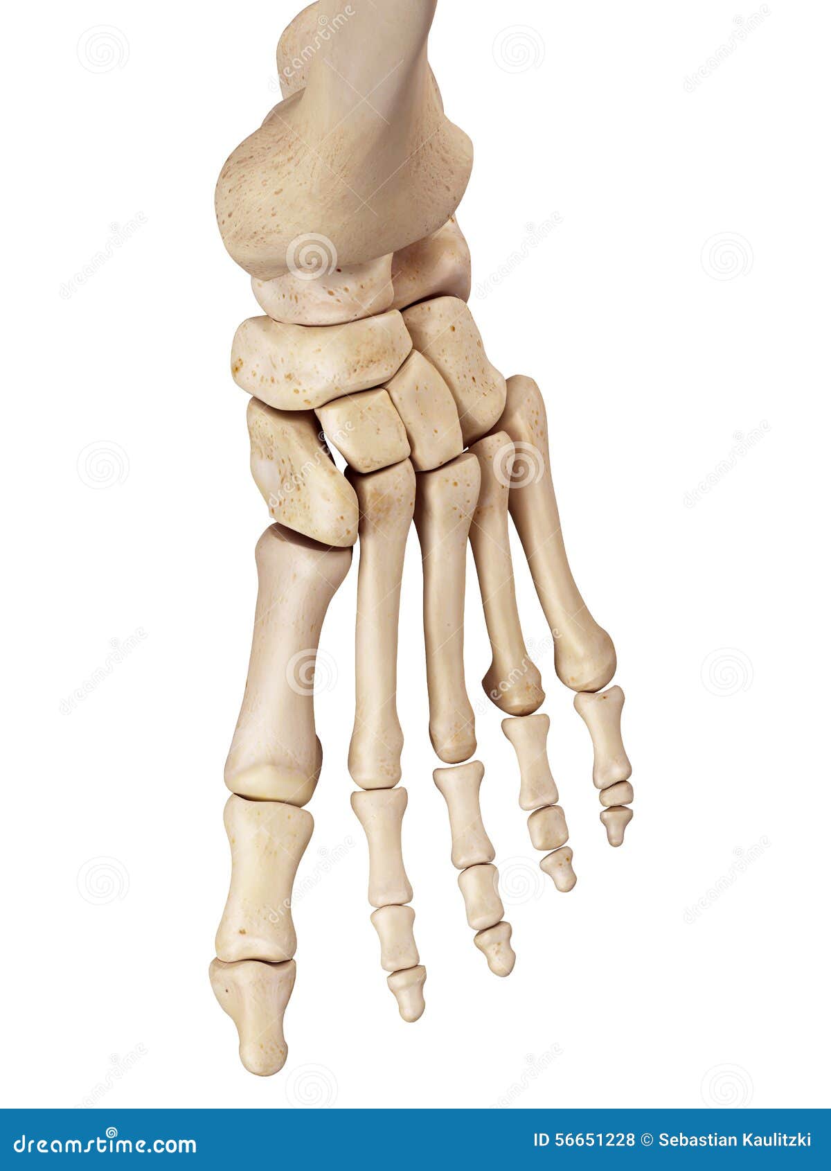 Le ossa di piede illustrazione di stock. Illustrazione di corpo - 56651228