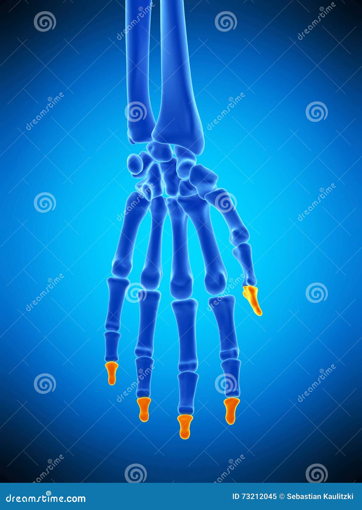 Le Ossa Distali Delle Falangi Illustrazione di Stock - Illustrazione di ...