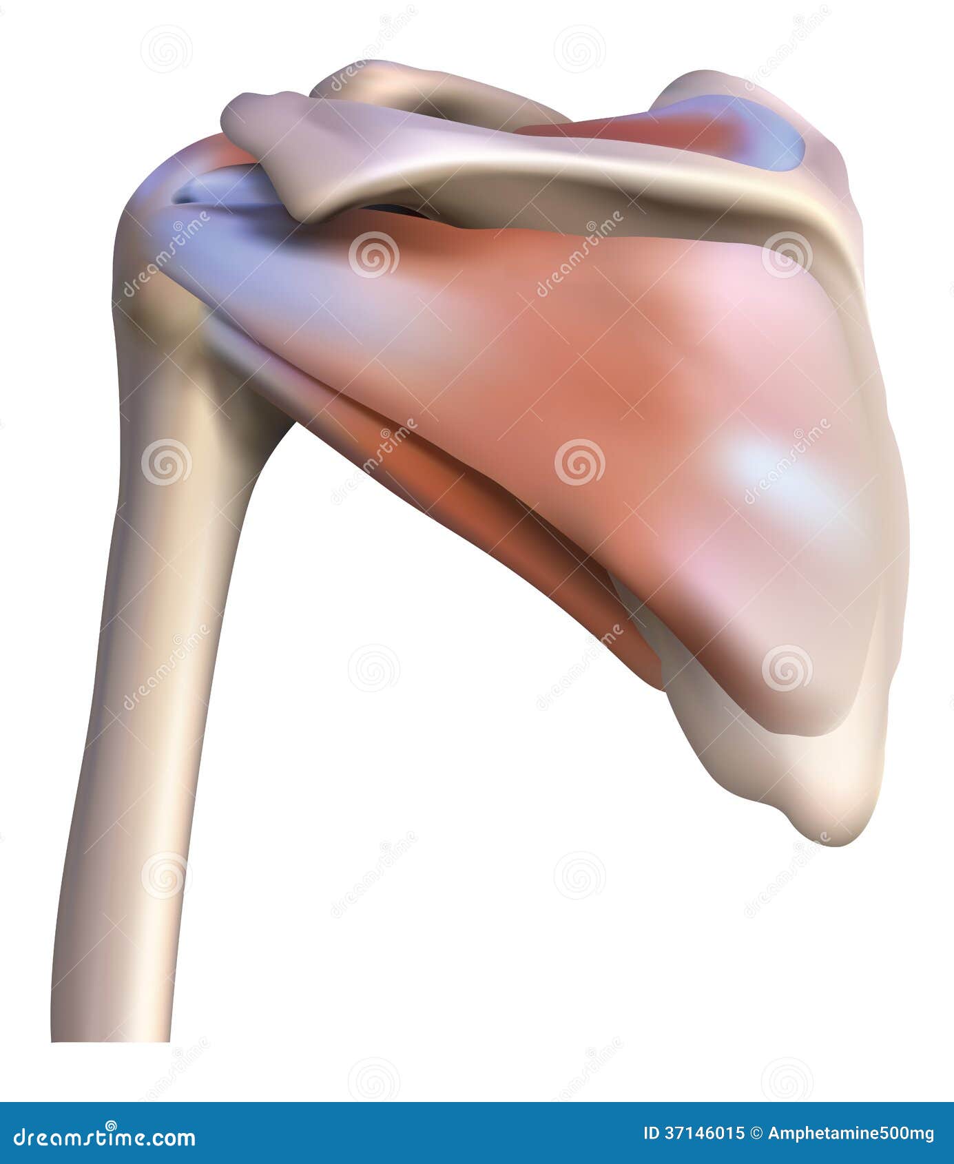 Le Ossa Ed I Muscoli Della Spalla Illustrazione Vettoriale ...