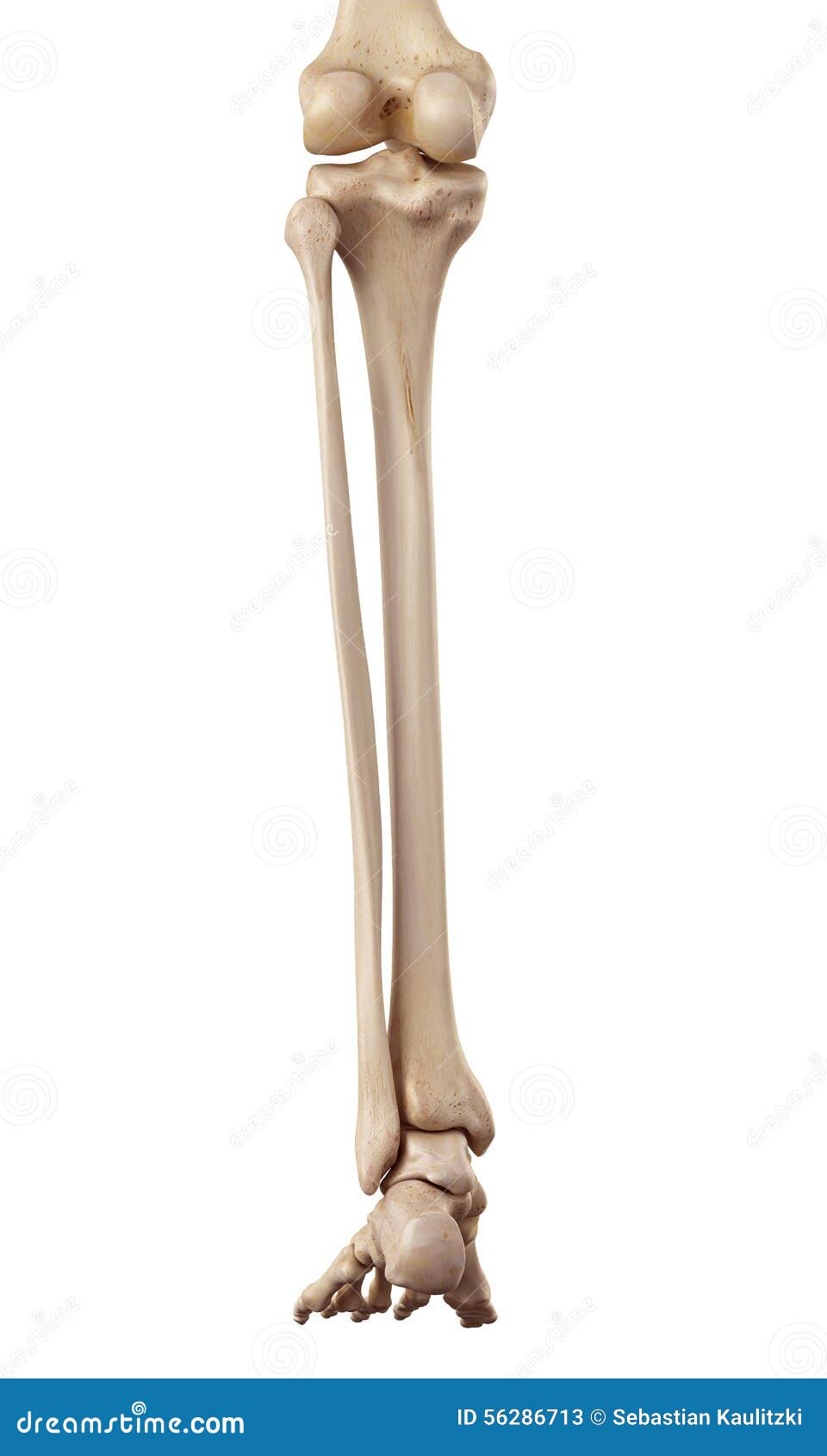 Le Ossa Più Basse Della Gamba Illustrazione di Stock - Illustrazione di ...